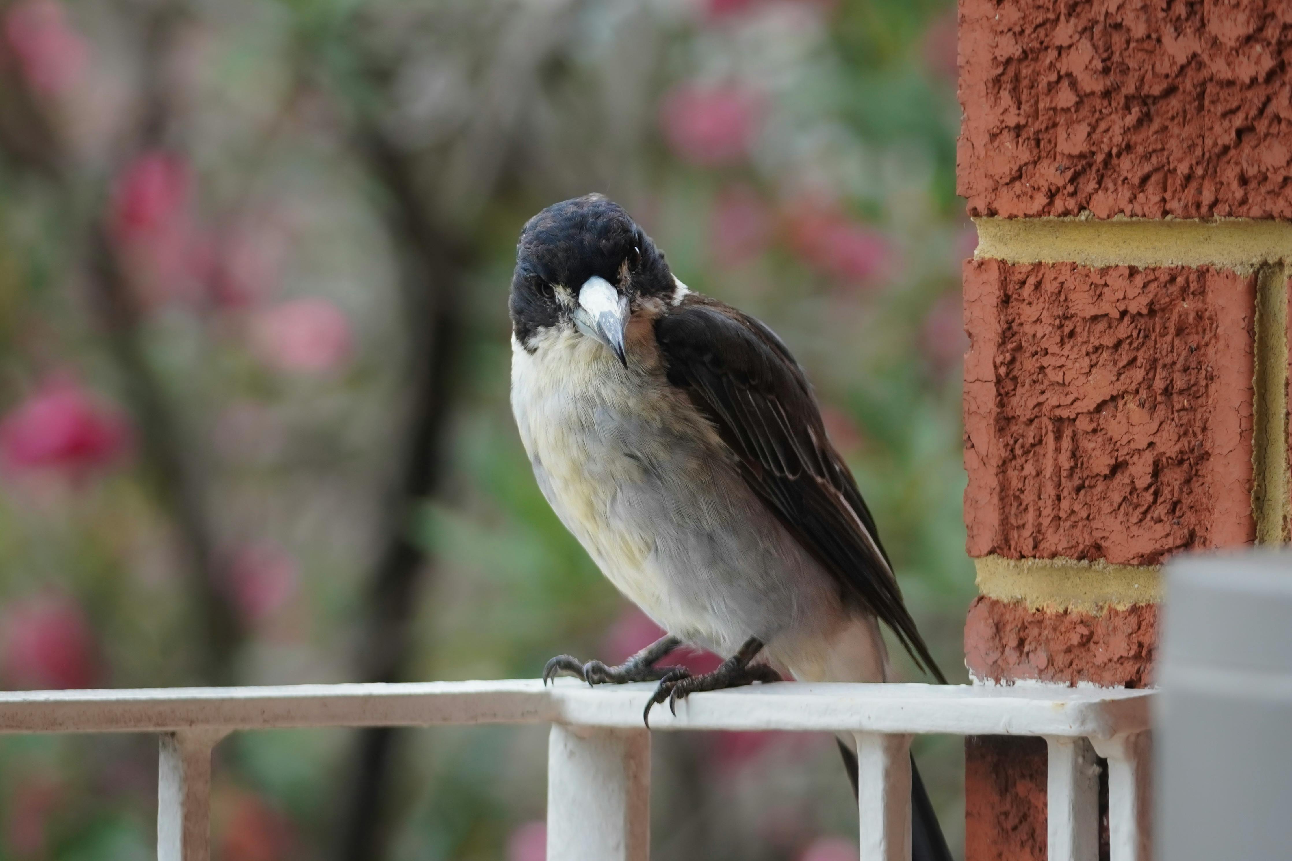 Fence Palings Photos, Download The BEST Free Fence Palings Stock Photos ...