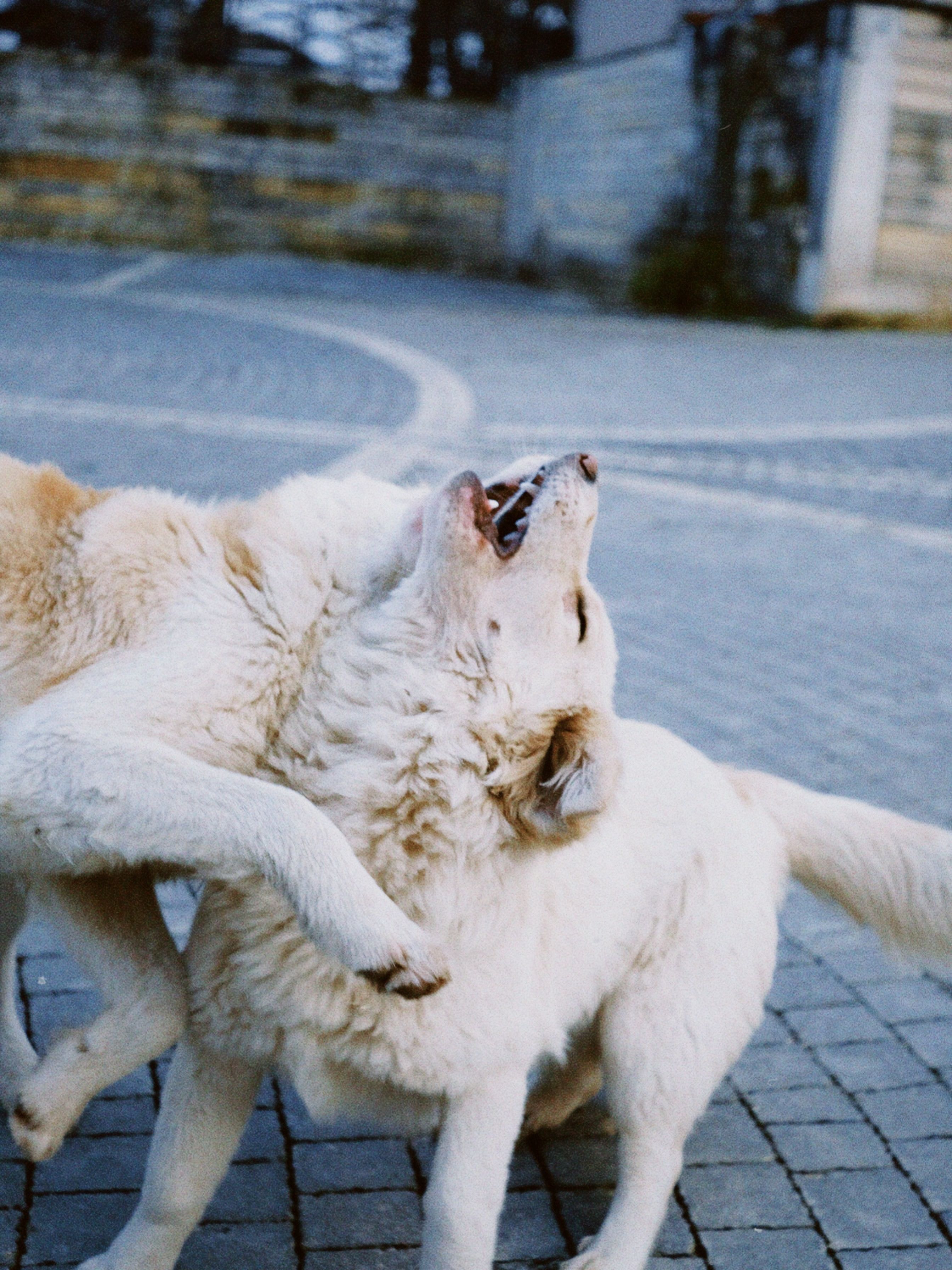 Playful White Dogs Frolicking Outdoors · Free Stock Photo