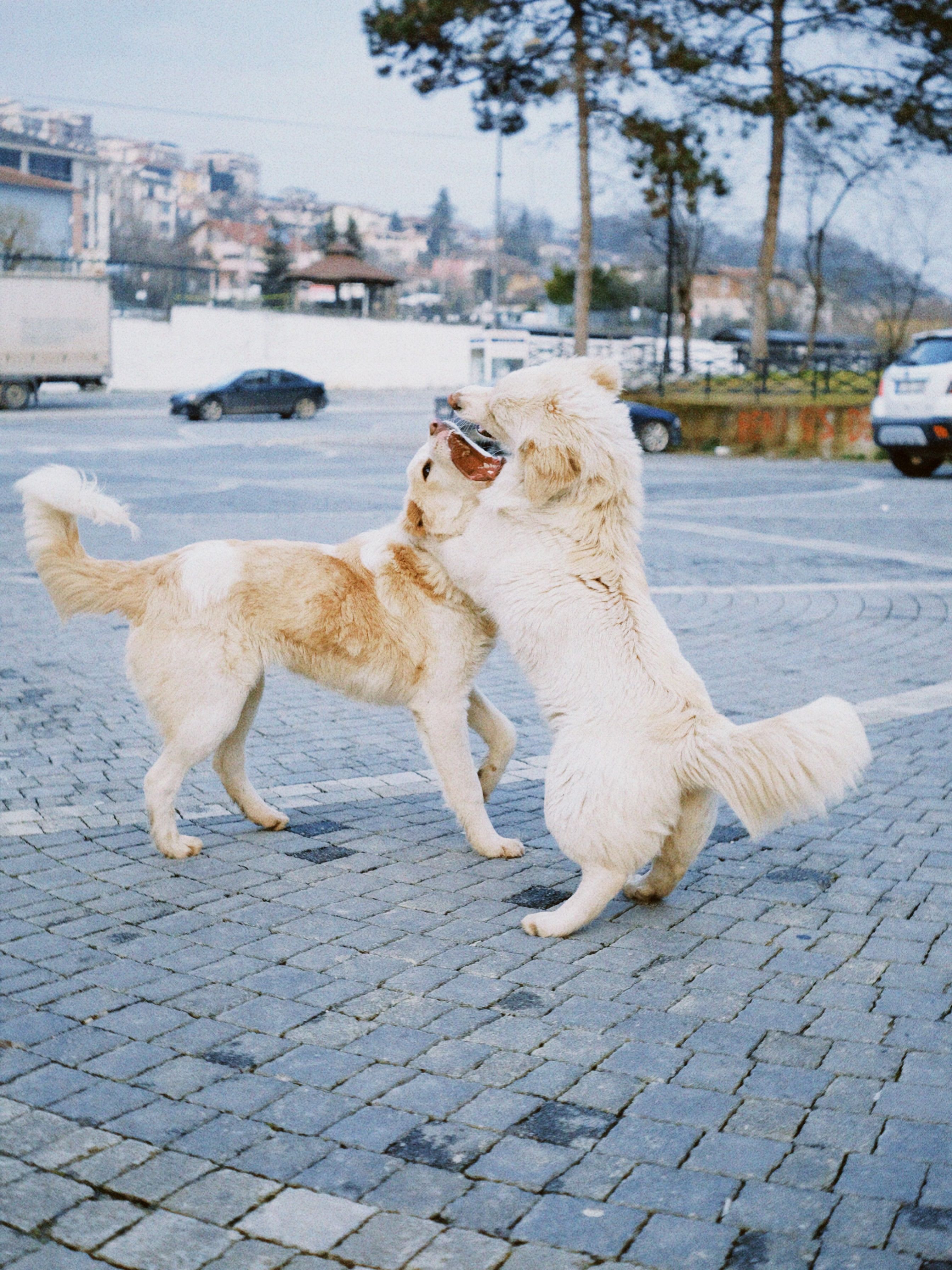 Lots Of Dogs In A Line Photos, Download The BEST Free Lots Of Dogs In A ...