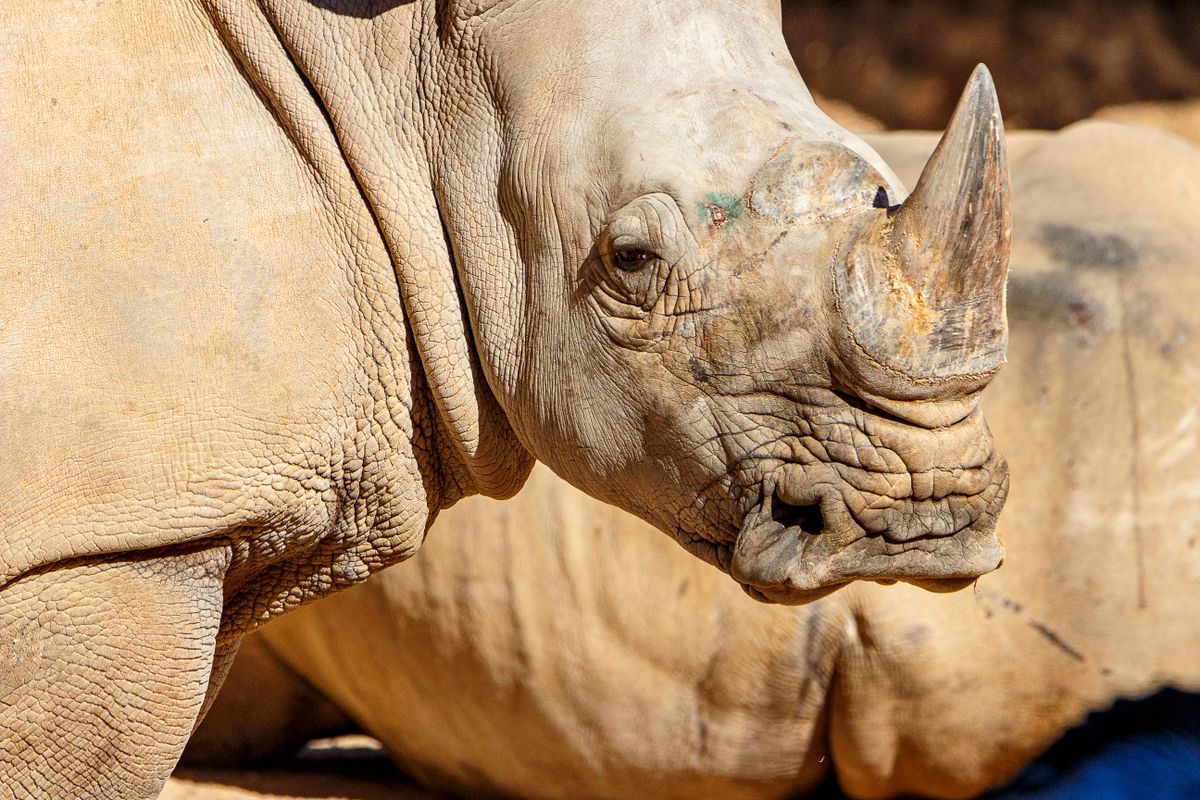 Rhino Photos, Download The BEST Free Rhino Stock Photos & HD Images