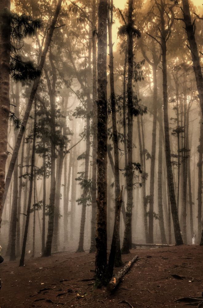 Kodaikanal Forest Photos, Download The BEST Free Kodaikanal Forest ...