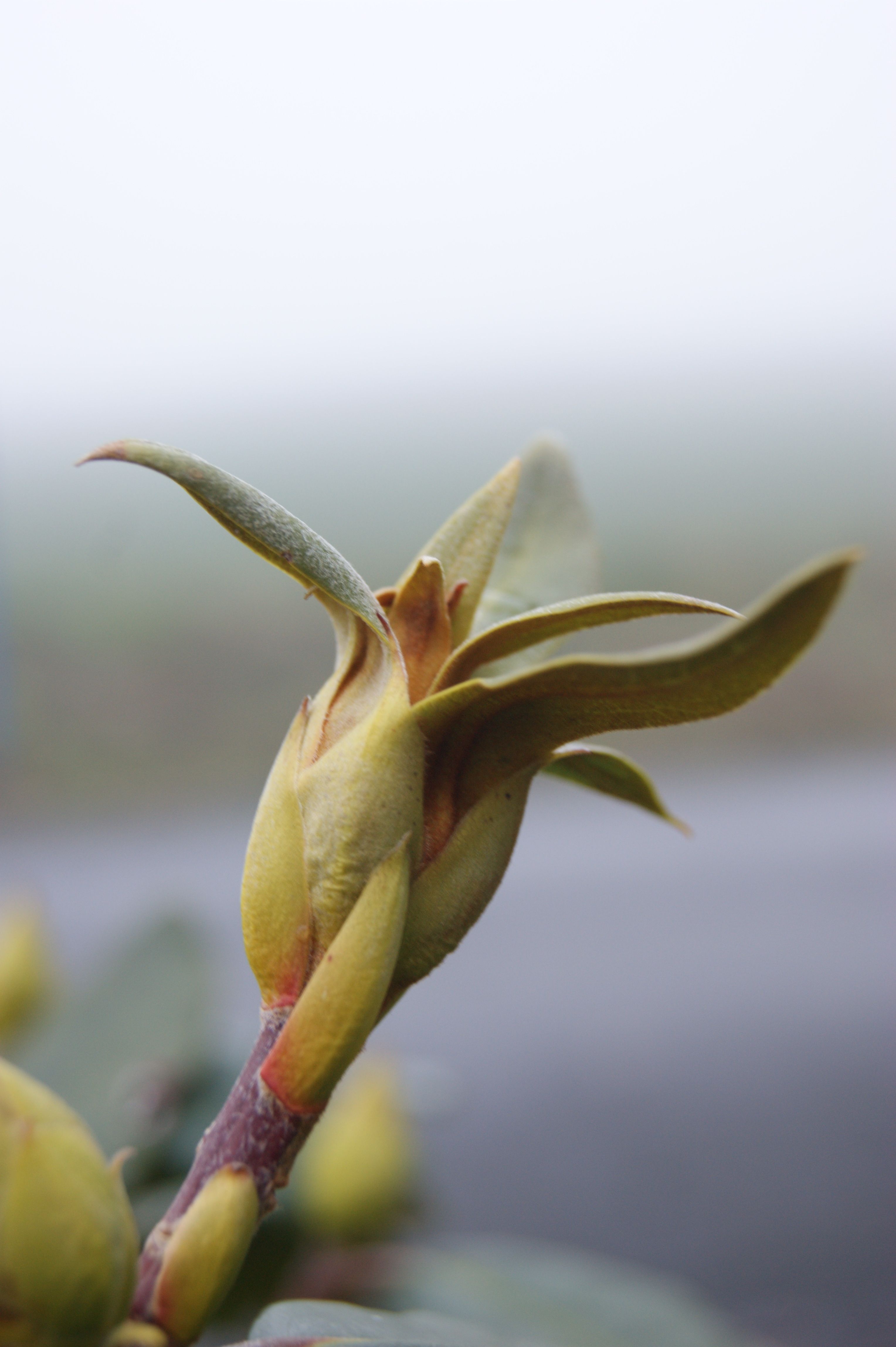 Close-up of an Emerging Flower Bud in Mist · Free Stock Photo