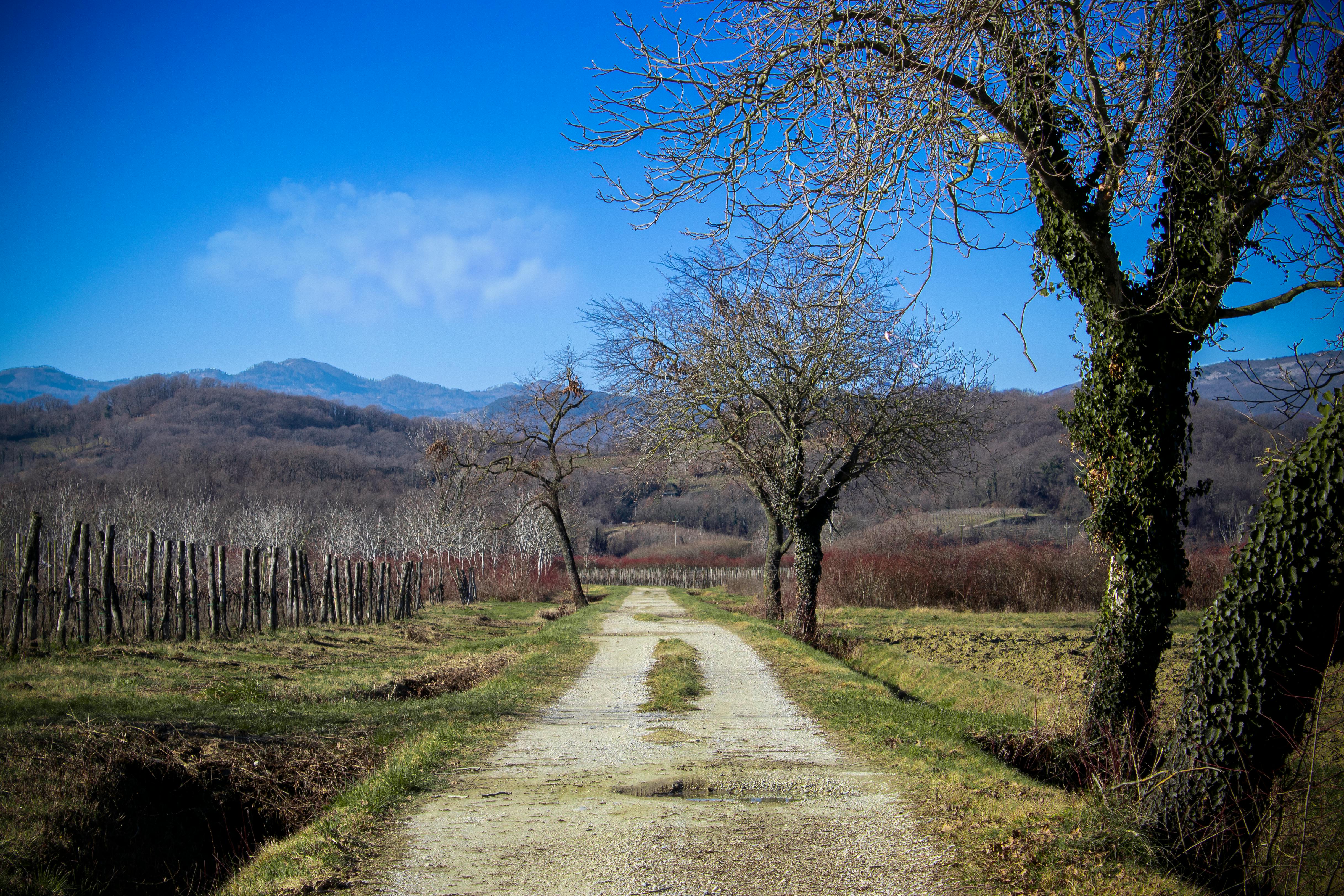 Tranquil Countryside Path in Early Spring · Free Stock Photo