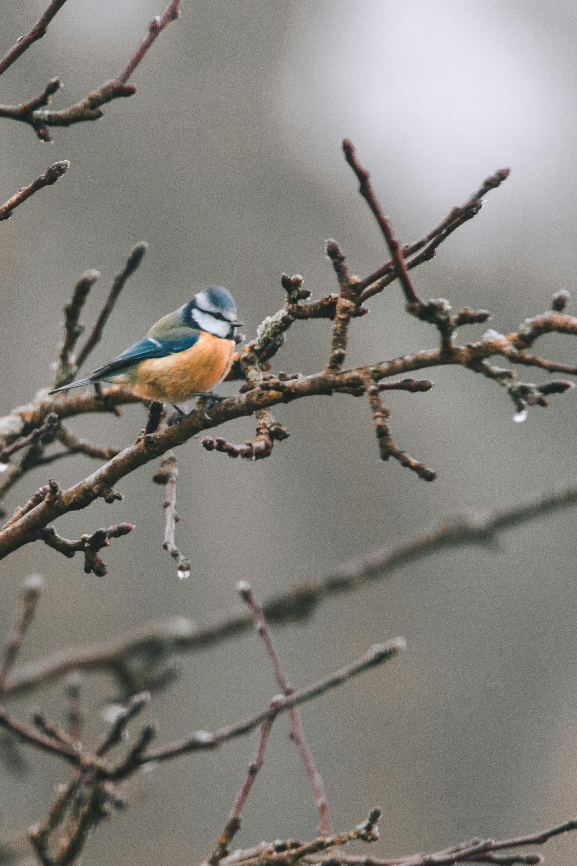 Nuthatch Habitat Photos, Download The BEST Free Nuthatch Habitat Stock ...