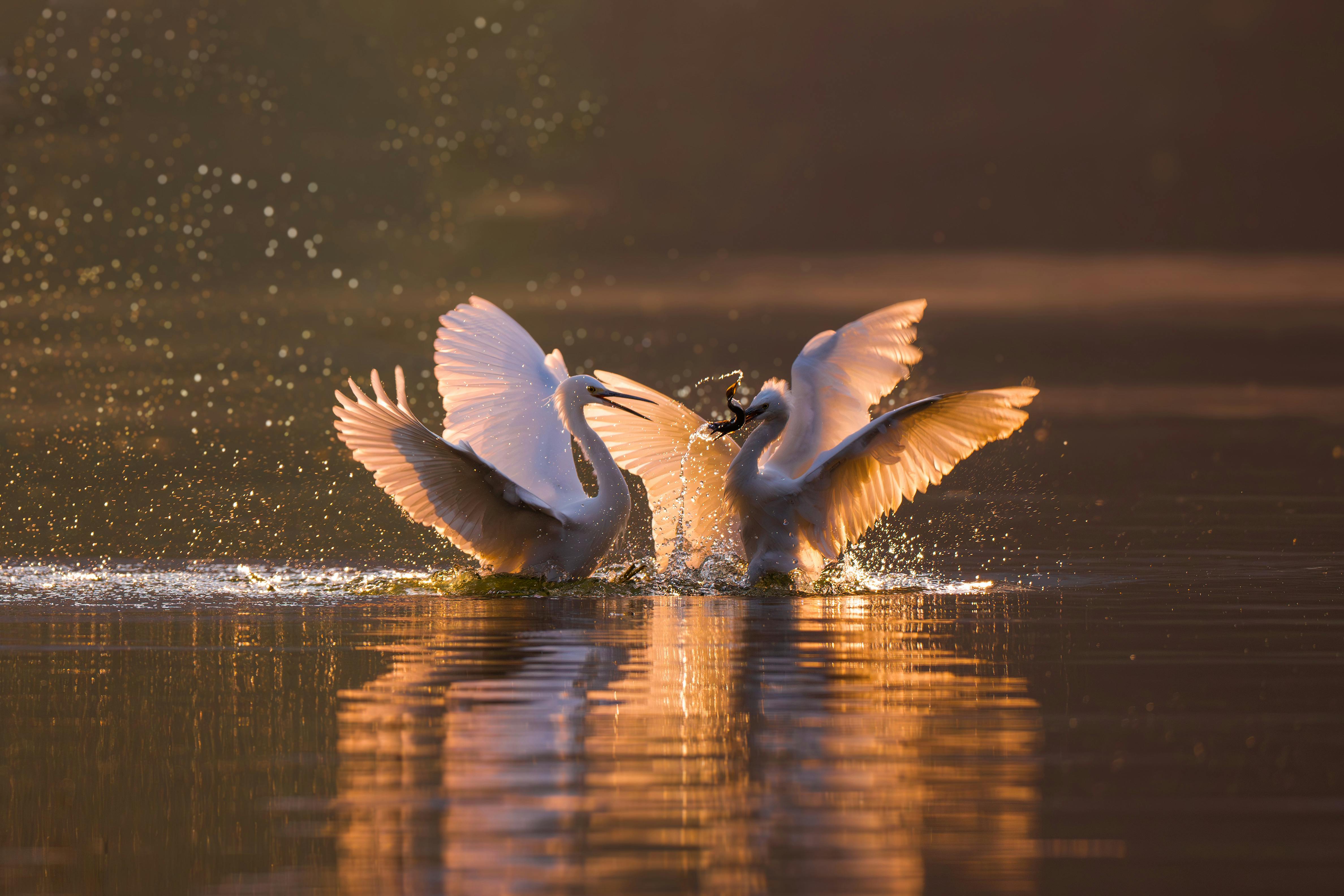 Majestic Battle of Egrets at Sunrise · Free Stock Photo