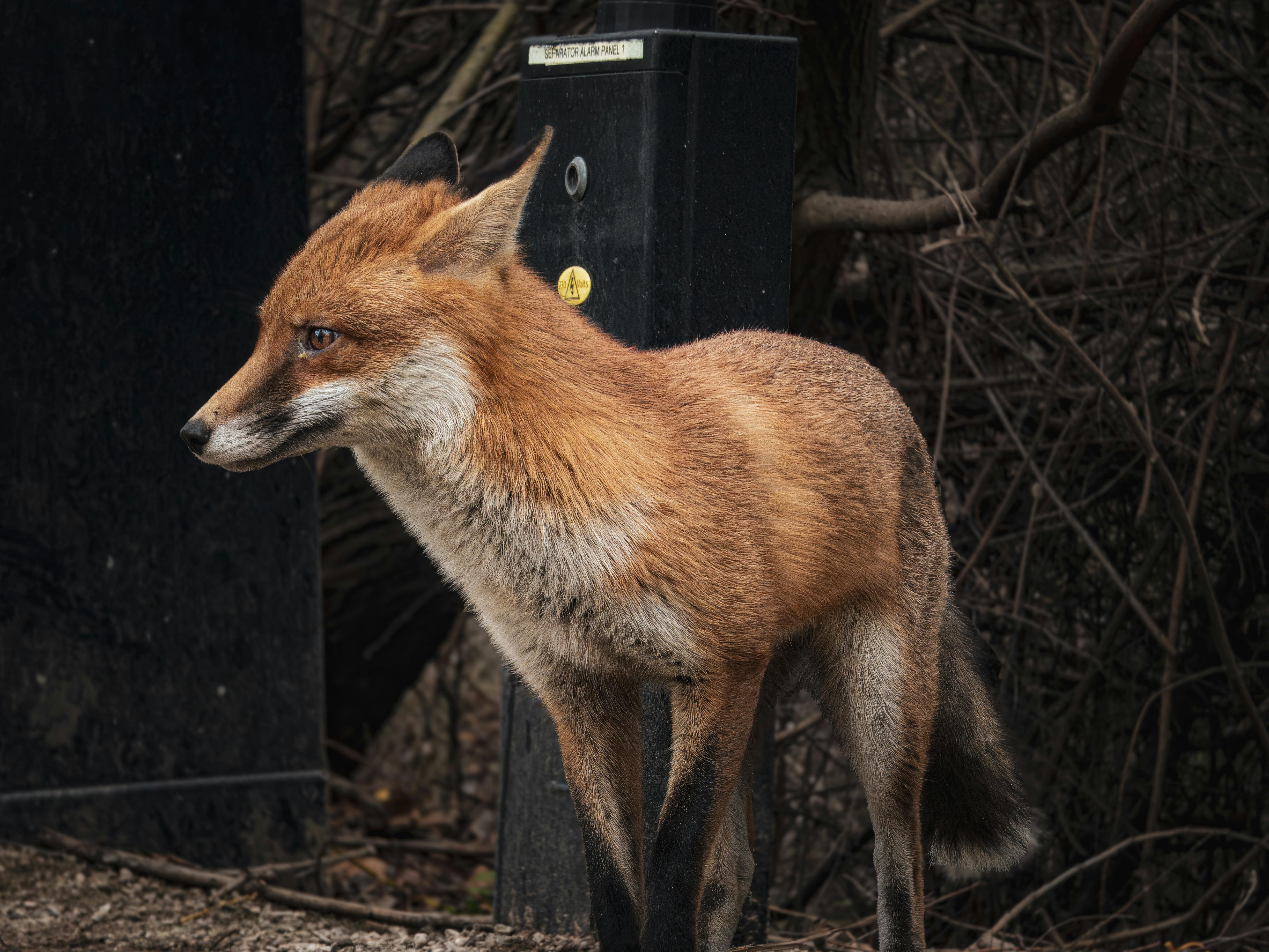 Close-up of a Red Fox in Urban Surroundings · Free Stock Photo