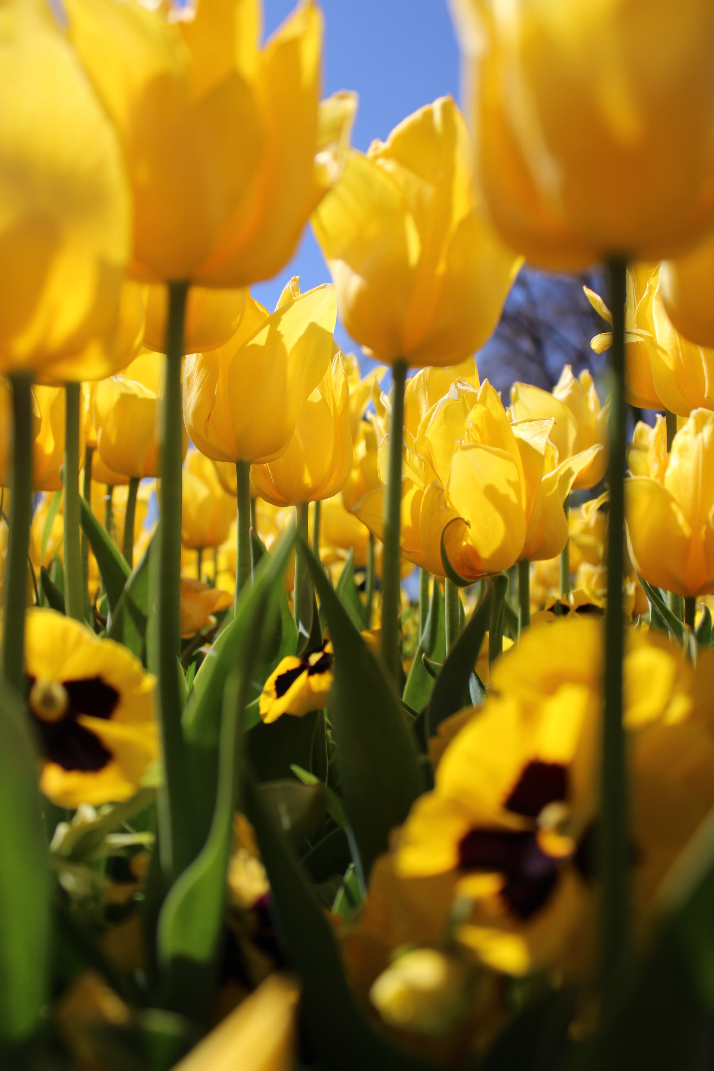 Aesthetic Tulips Desktop Wallpaper Photos, Download The BEST Free ...