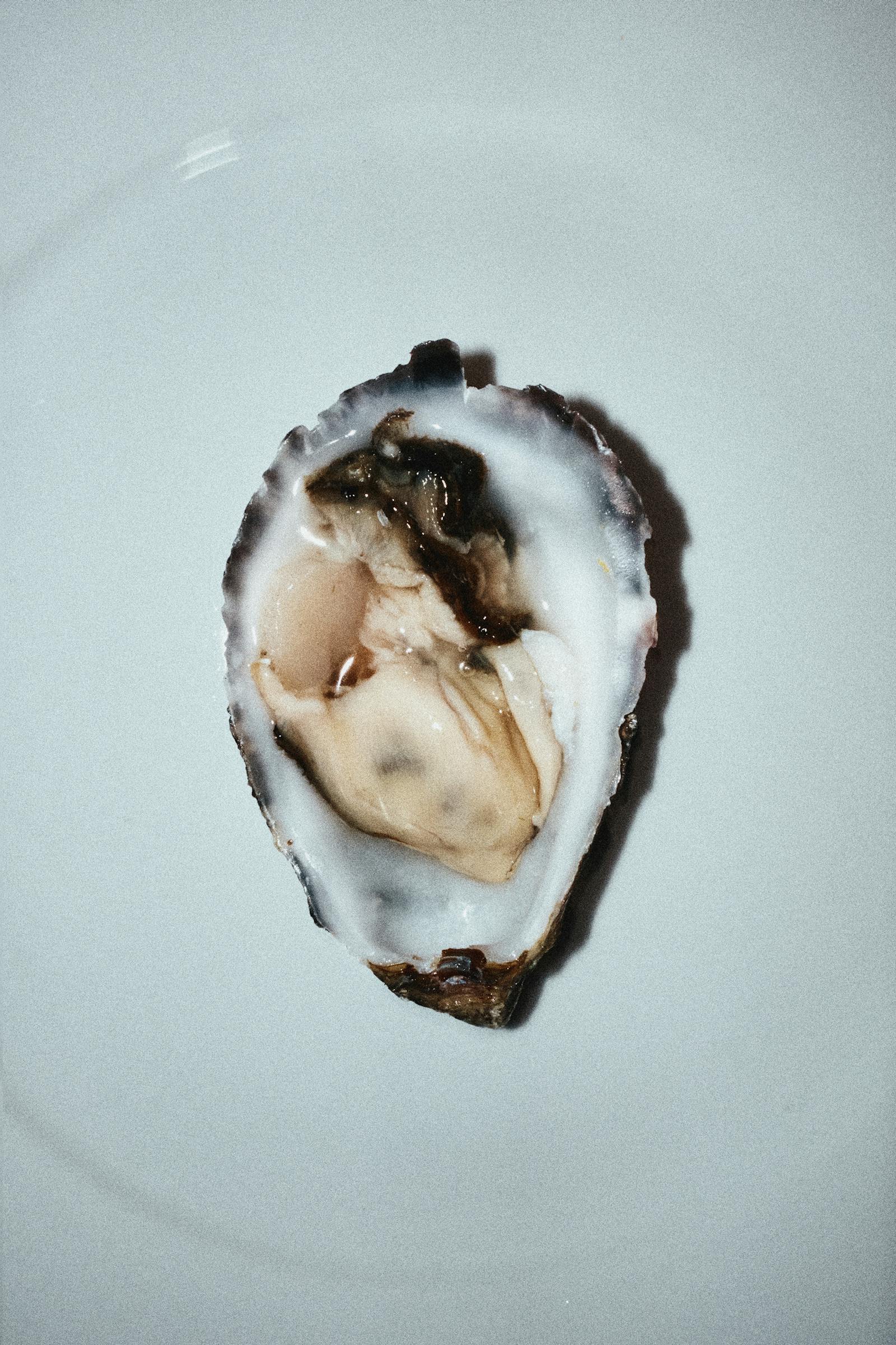 Oyster Photos, Download The BEST Free Oyster Stock Photos & HD Images