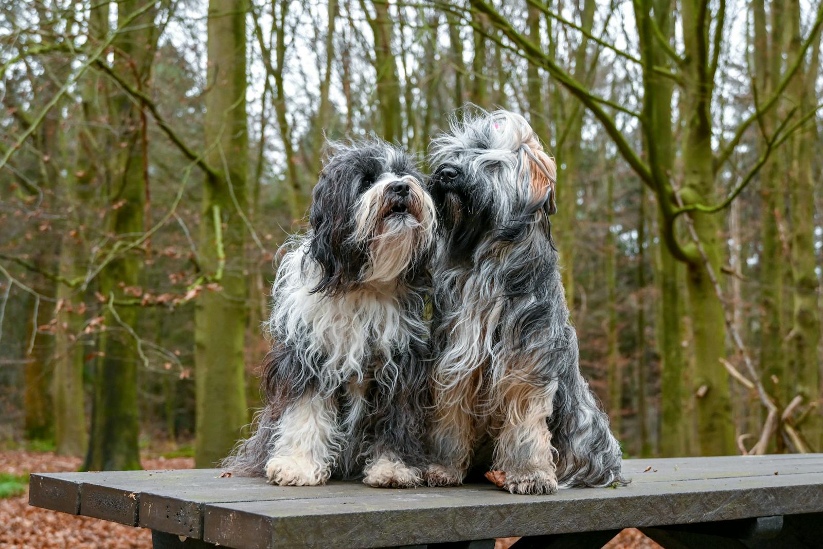 Havanese Dogs Photos, Download The BEST Free Havanese Dogs Stock Photos ...