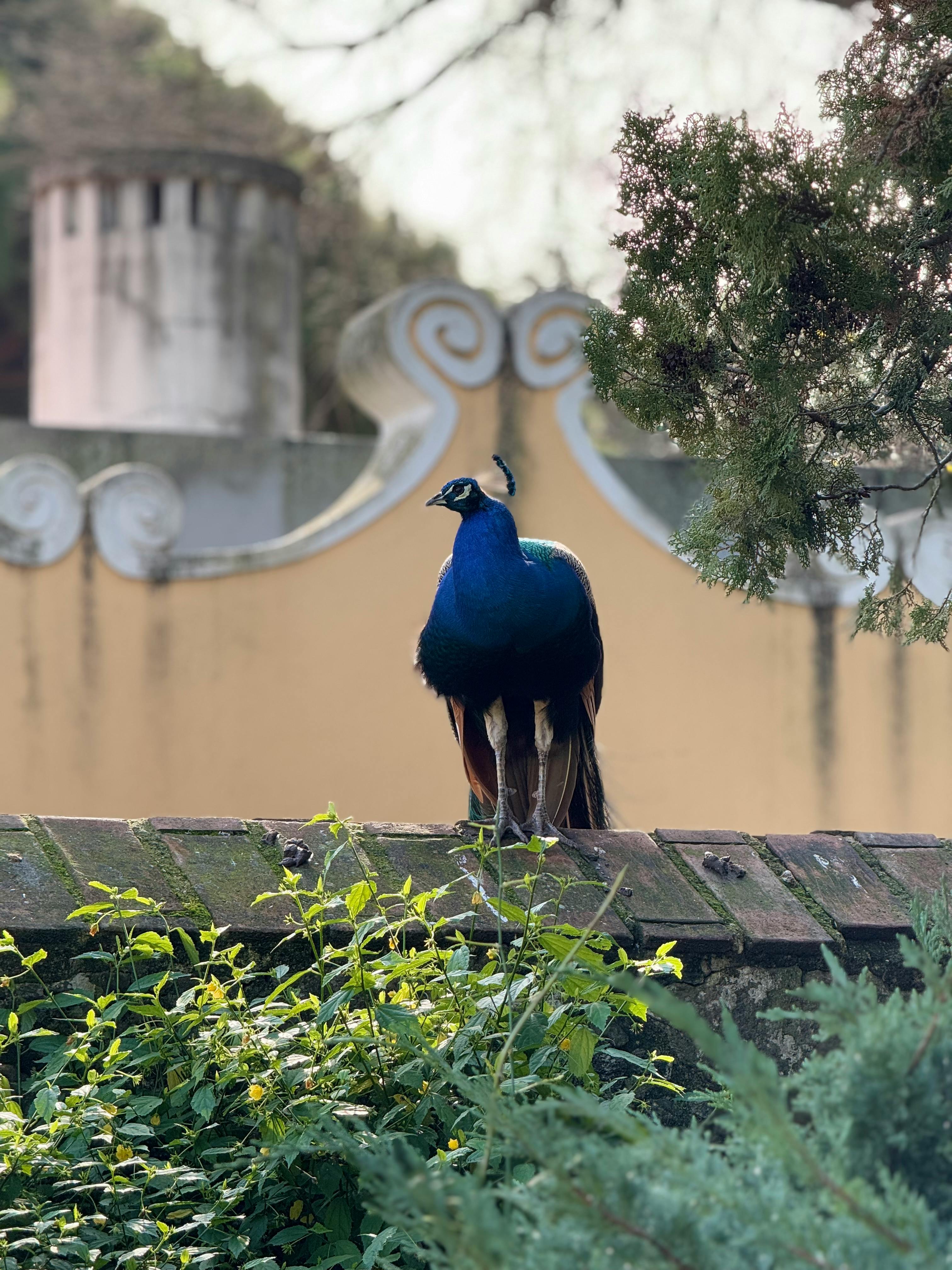 Blue Landscape Animated Wall Photos, Download The BEST Free Blue ...