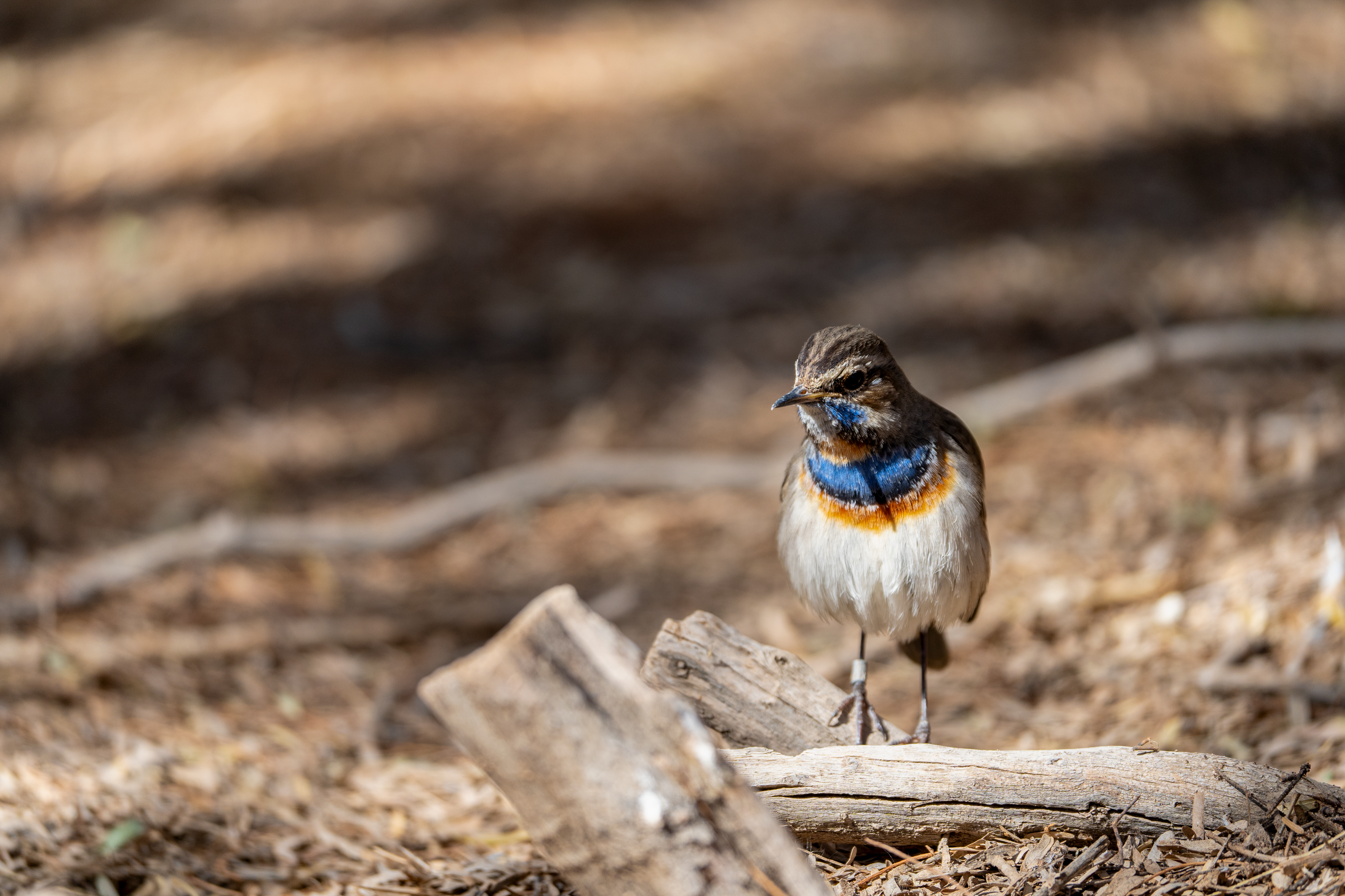 Bluethroat Bird in Natural Habitat, South District · Free Stock Photo