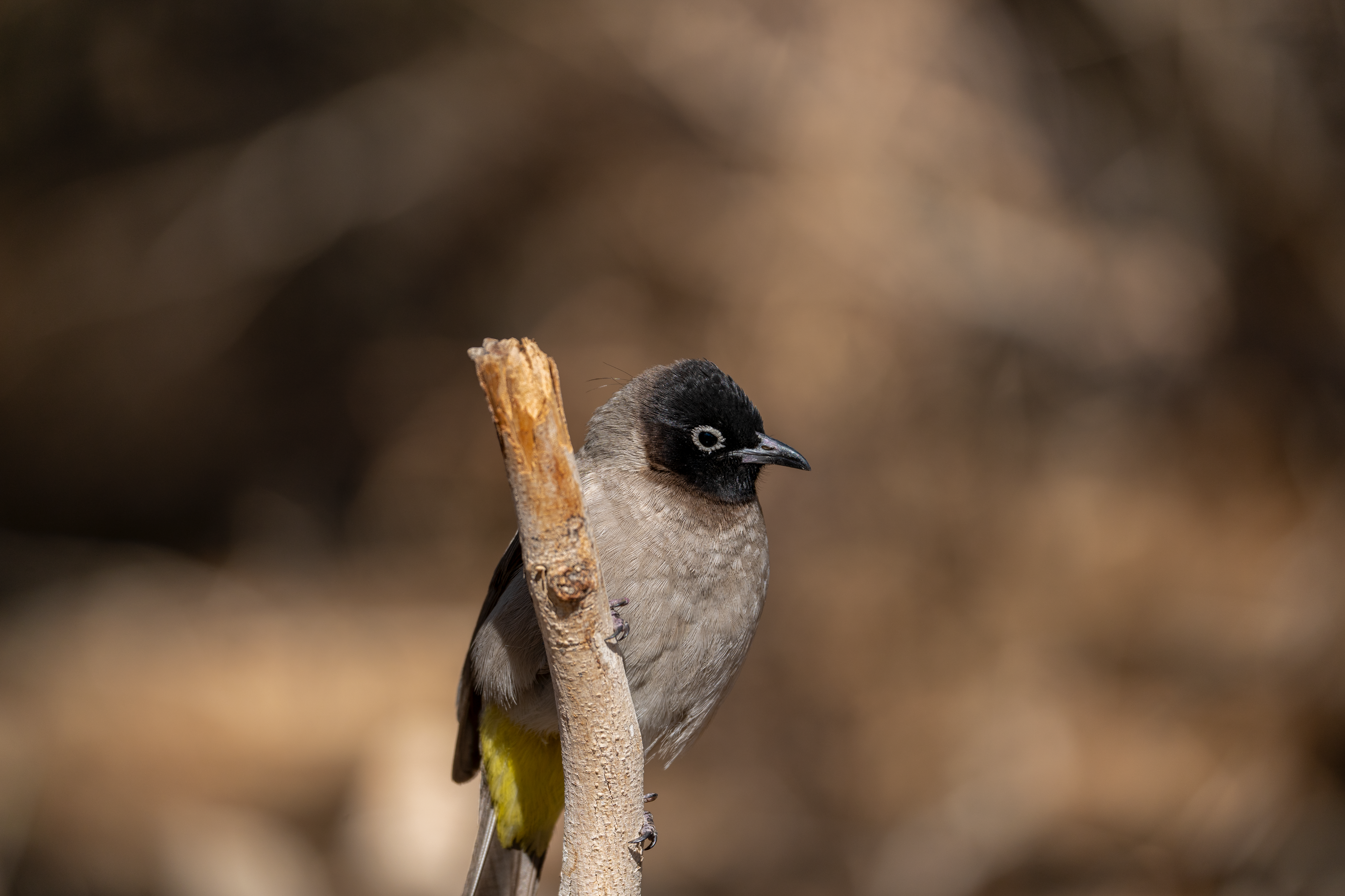 Close-up of a White-spectacled Bulbul in Israel · Free Stock Photo