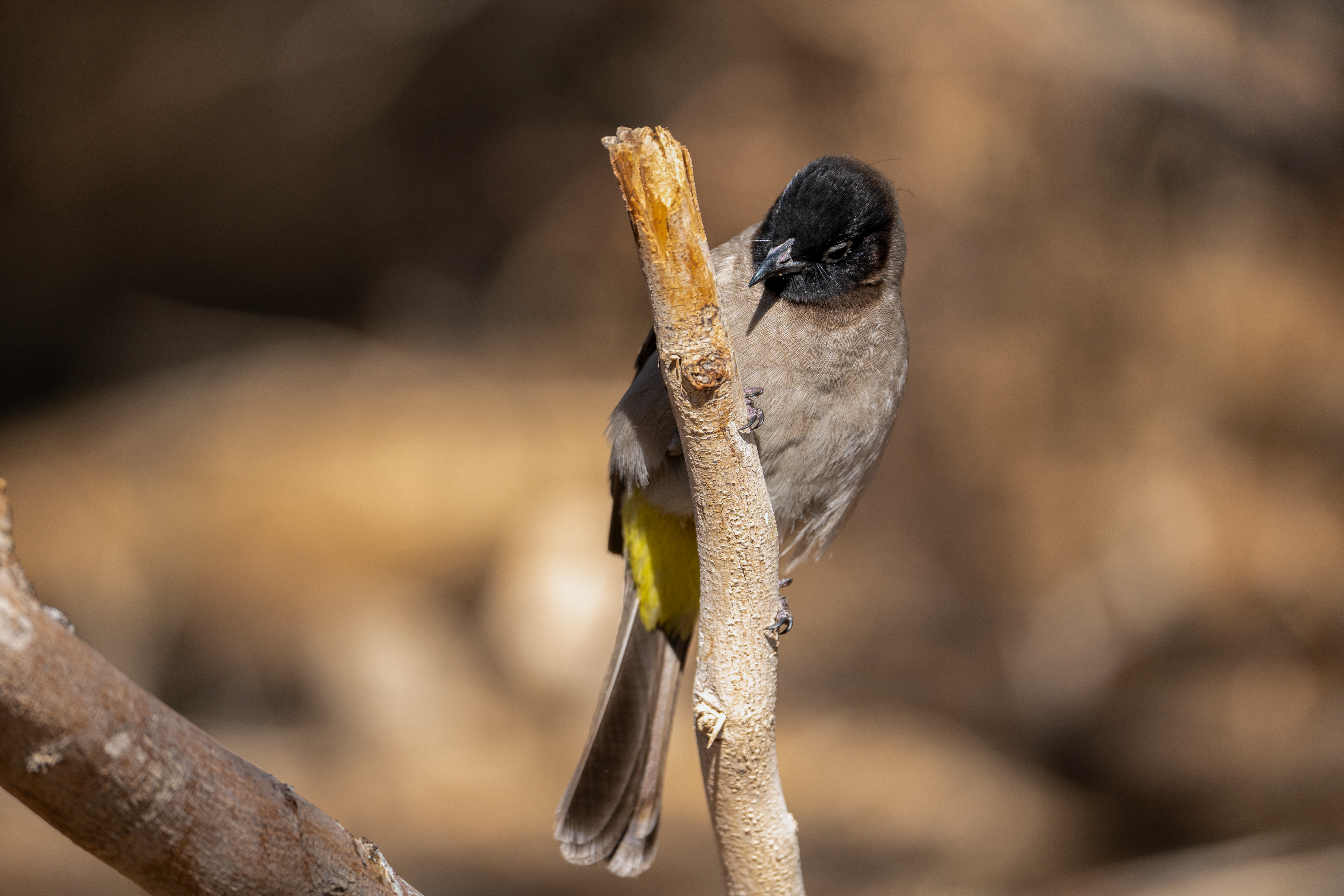Close-up of a Bulbul Bird in South District, Israel · Free Stock Photo