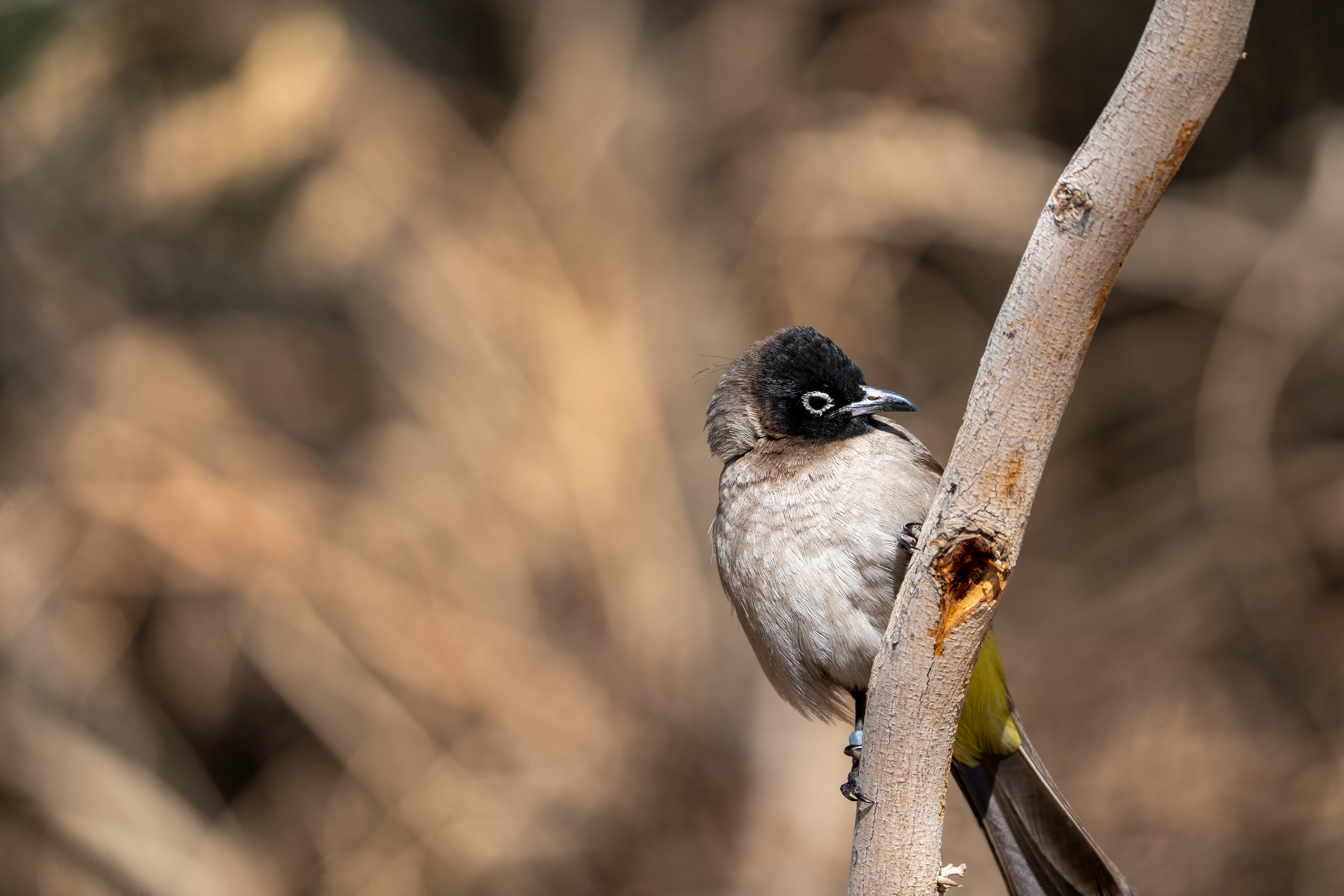 Close-up of a White-spectacled Bulbul in Israel · Free Stock Photo