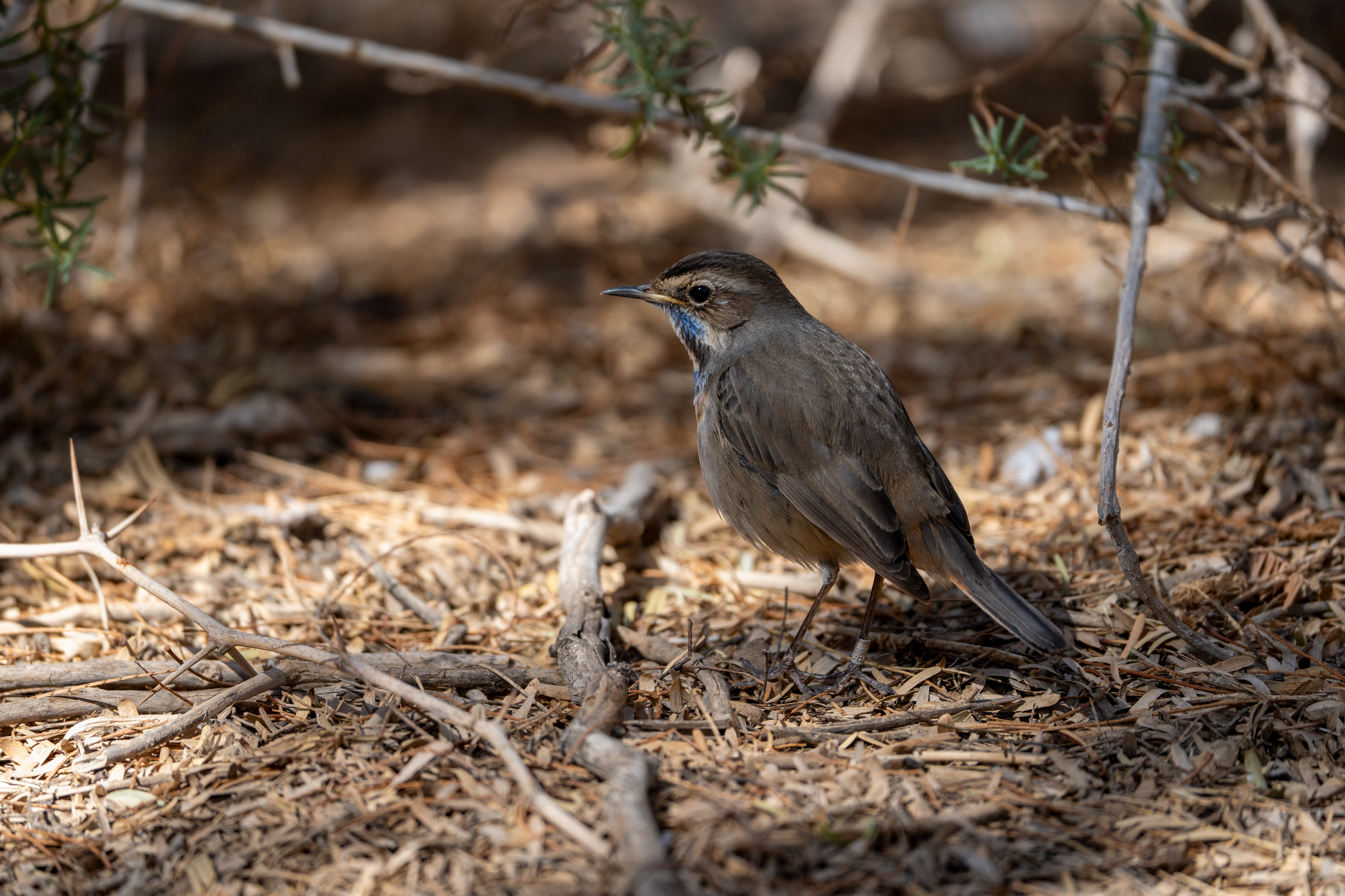 Israeli Bird Photos, Download The BEST Free Israeli Bird Stock Photos ...
