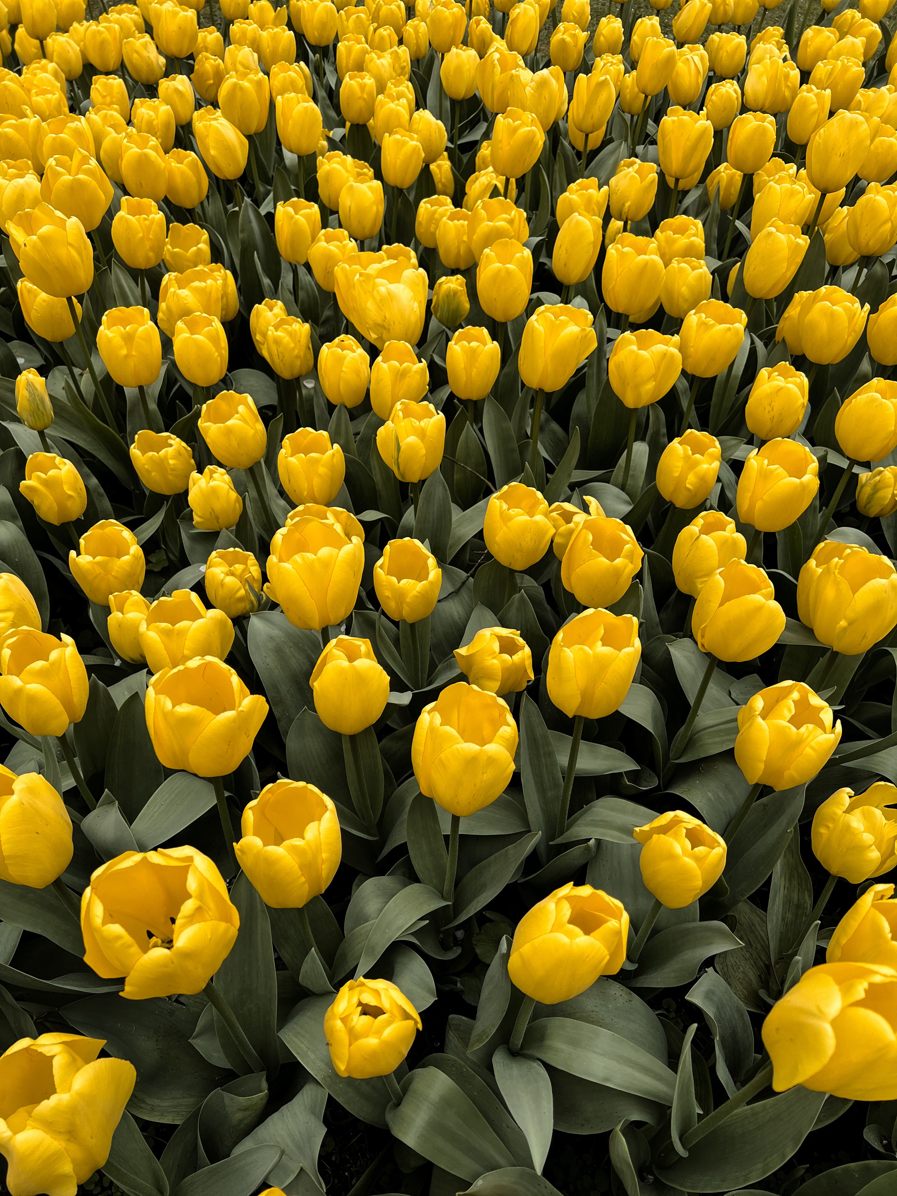 Vibrant Yellow Tulip Field in Spring · Free Stock Photo