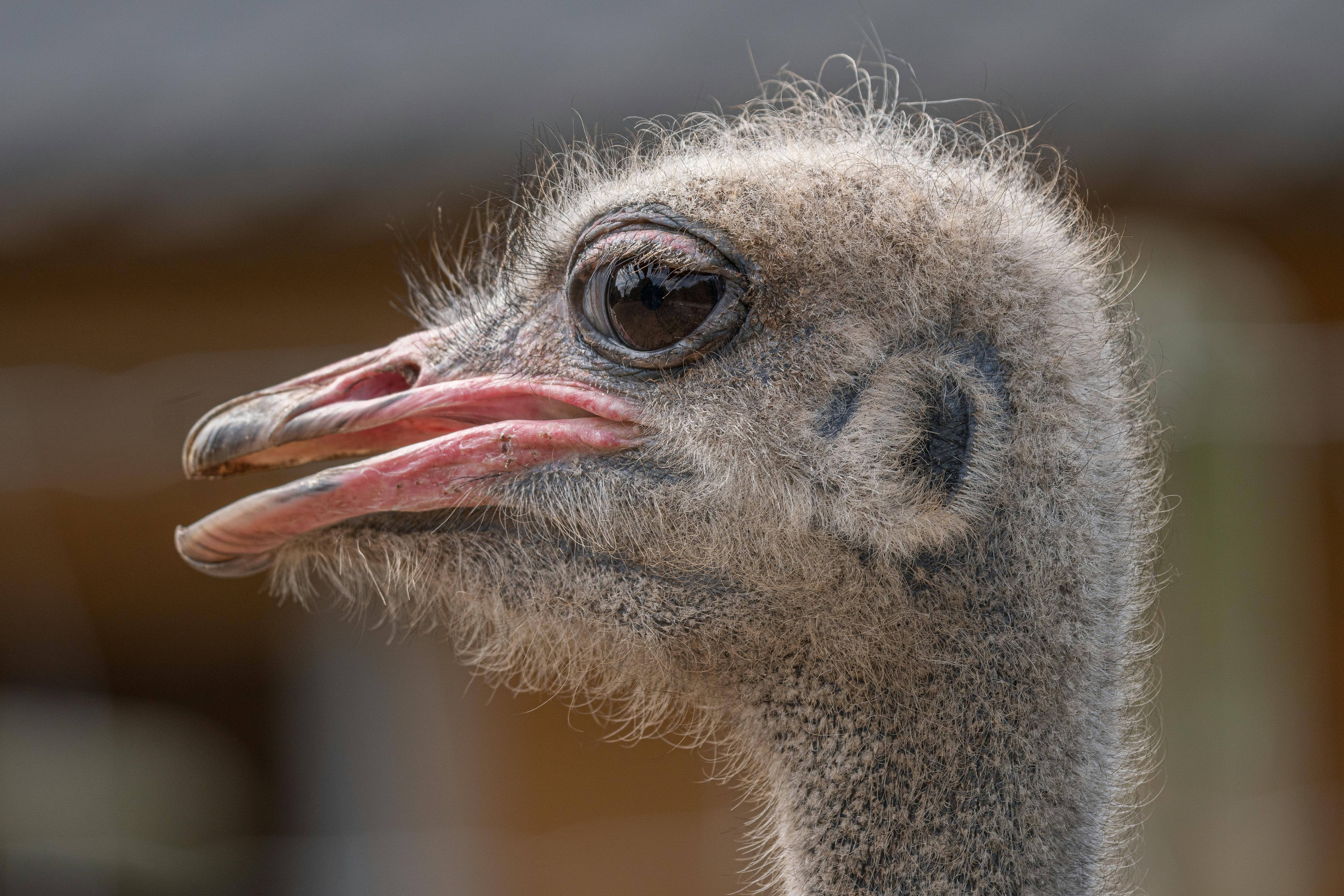 Close-up of a Young Ostrich in a Zoo Environment · Free Stock Photo