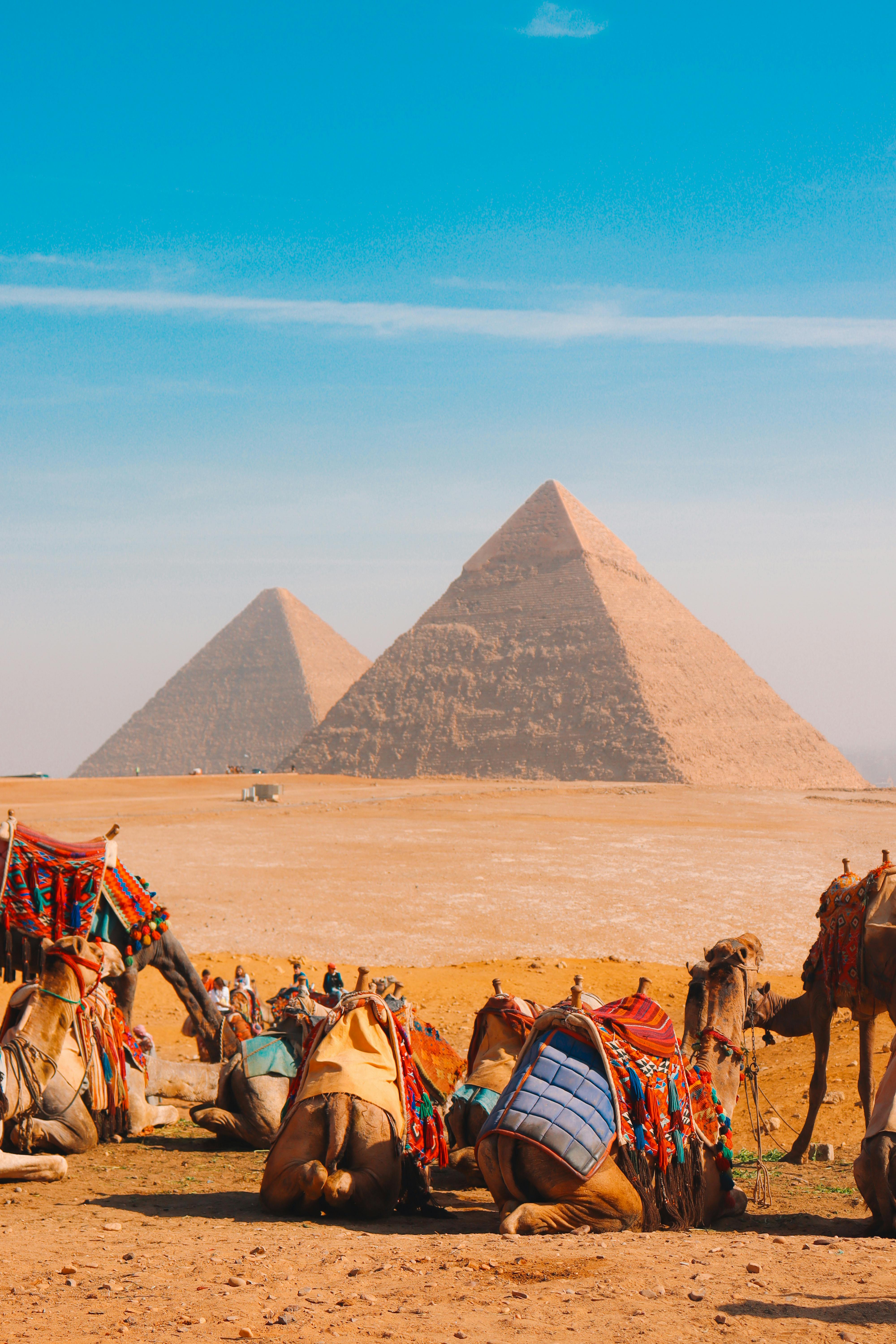 Unta Beristirahat Di Piramida Giza Pada Siang Hari · Foto Stok Gratis