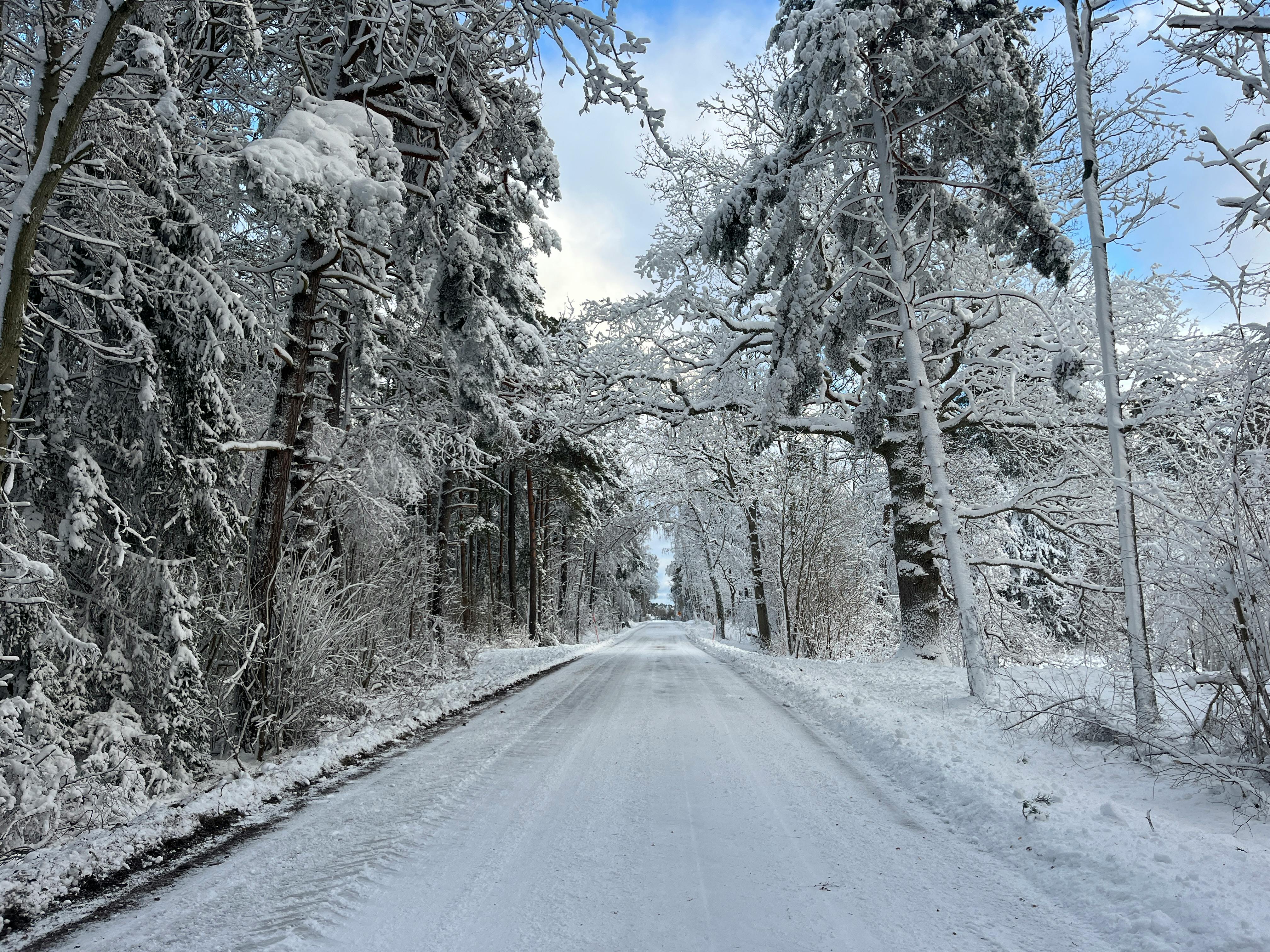 Serene Snow-Covered Forest Road in Winter · Free Stock Photo
