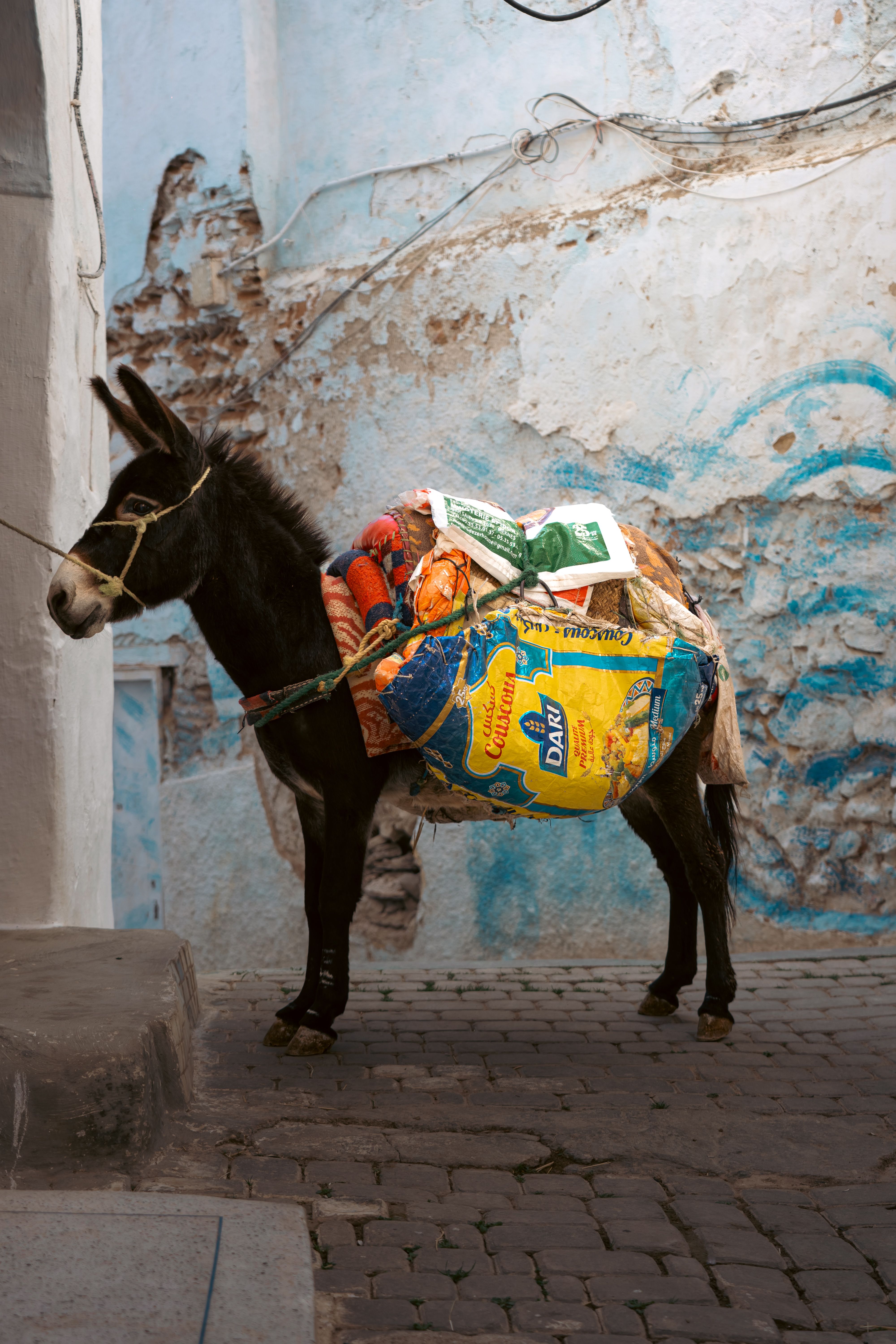 Donkey Carrying Goods in Moroccan Alley · Free Stock Photo