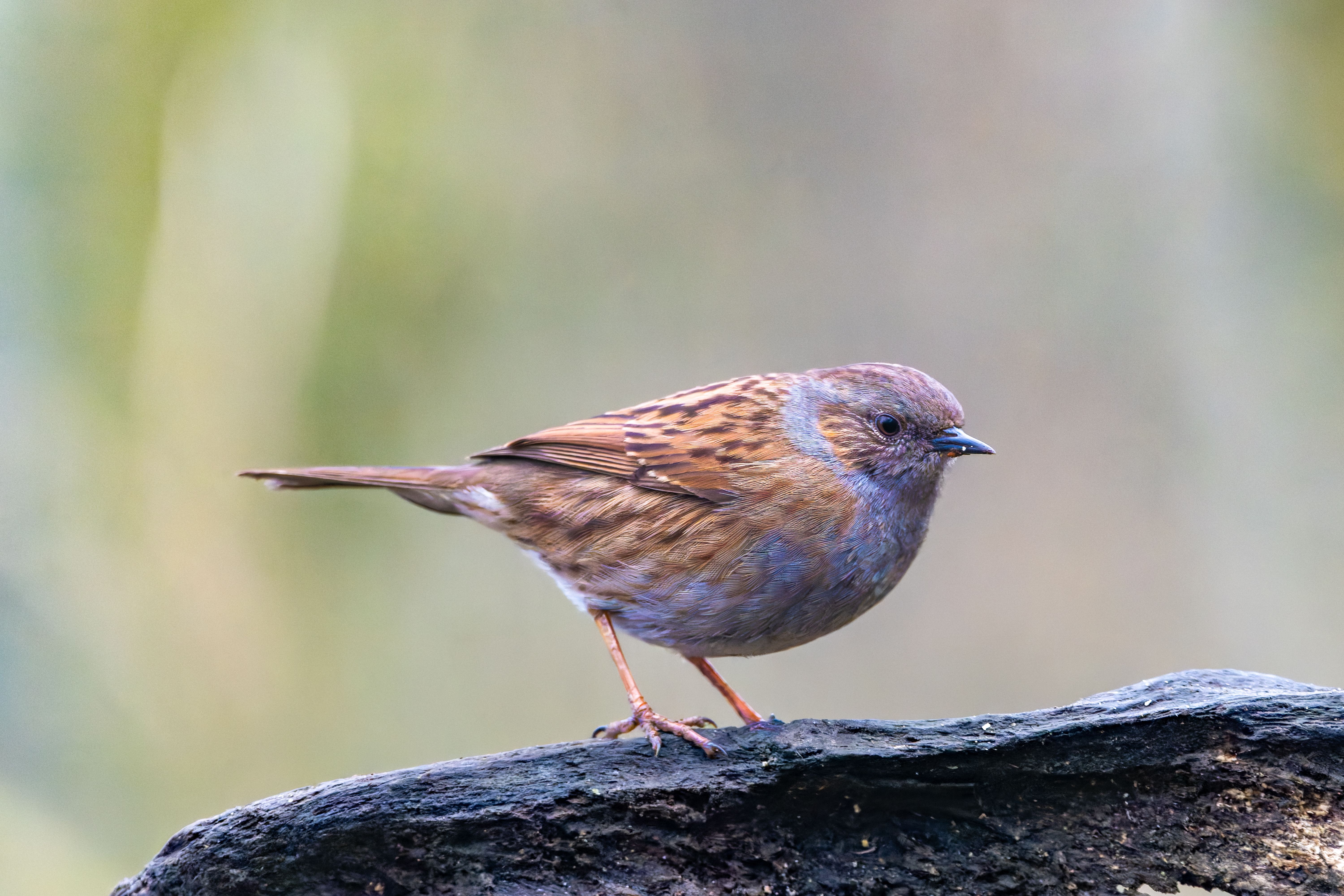 Close-up of Dunnock Sparrow on Tree Limb · Free Stock Photo