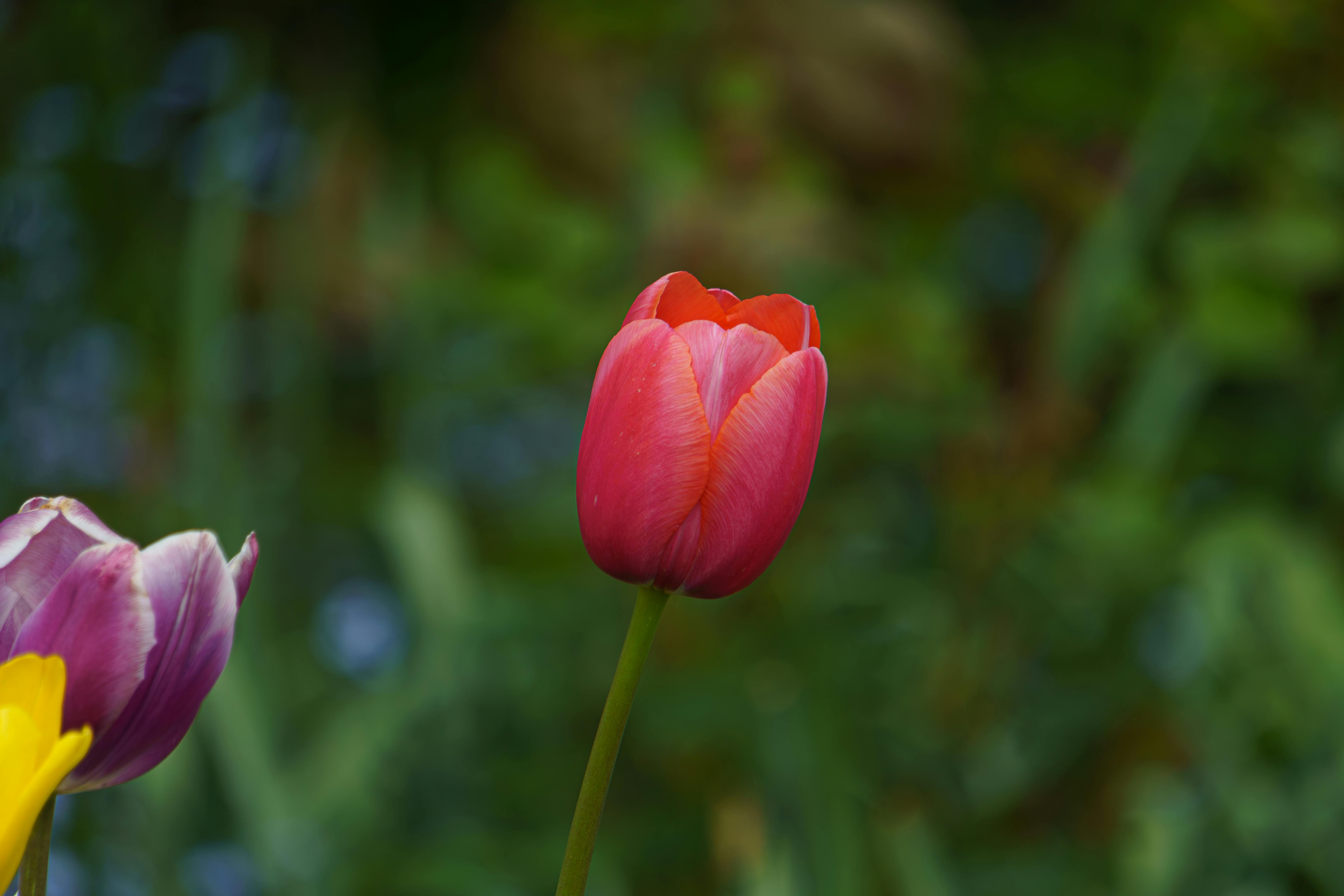Vibrant Tulips Blooming in Spring Garden · Free Stock Photo