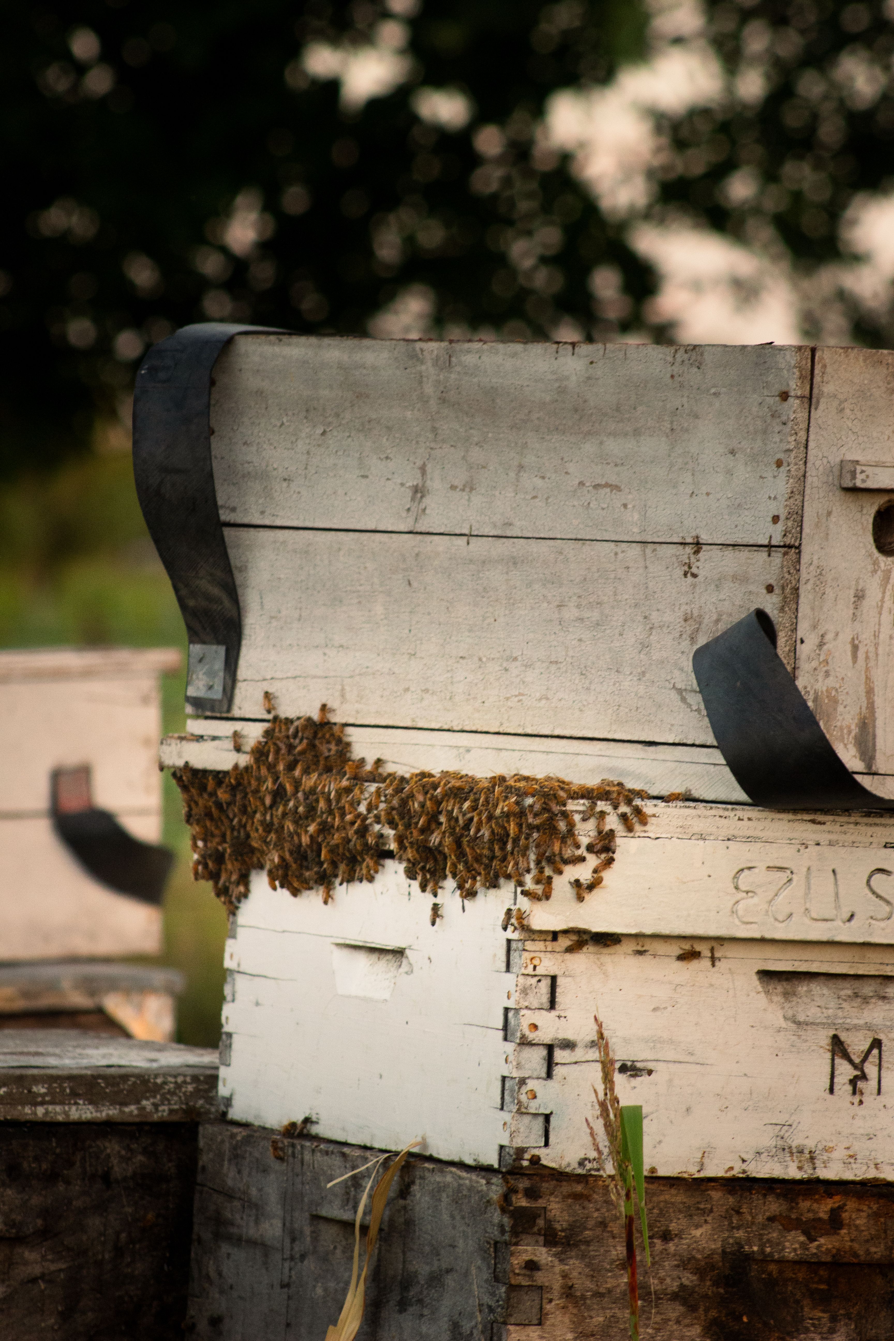 Beehives in Rural Santa Fe, Argentina · Free Stock Photo
