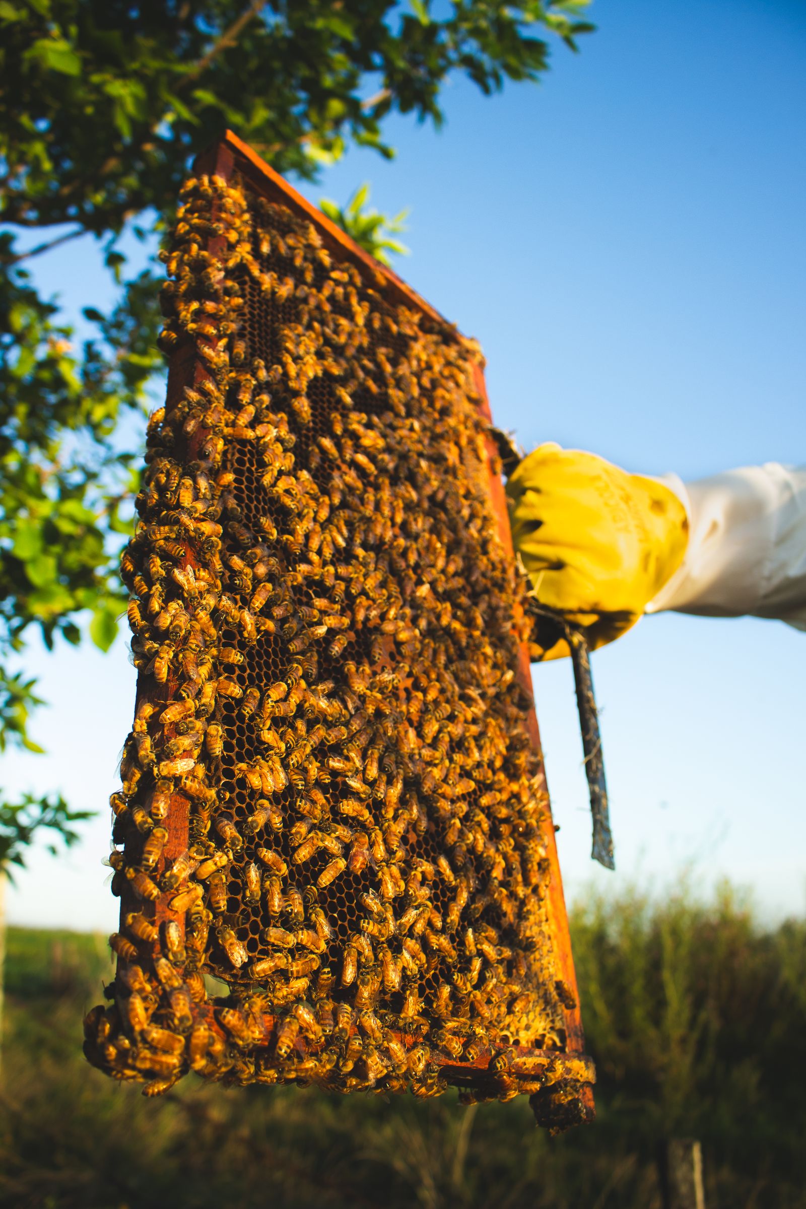 Honey Comb Photos, Download The BEST Free Honey Comb Stock Photos & HD ...