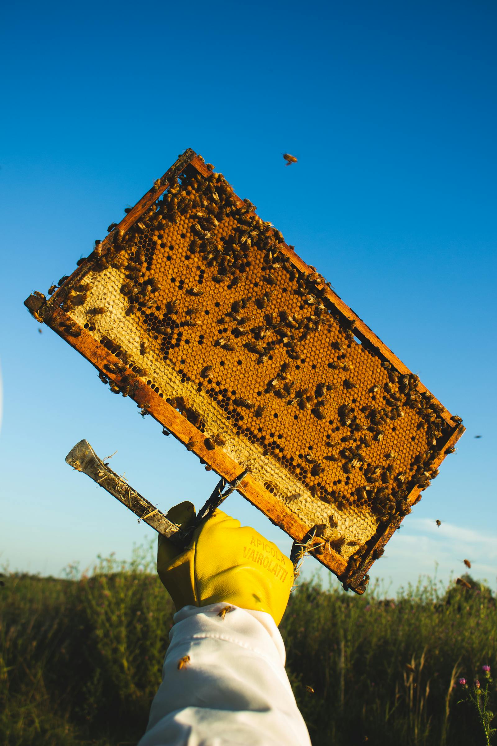 Honey Bees Photos, Download The BEST Free Honey Bees Stock Photos & HD ...