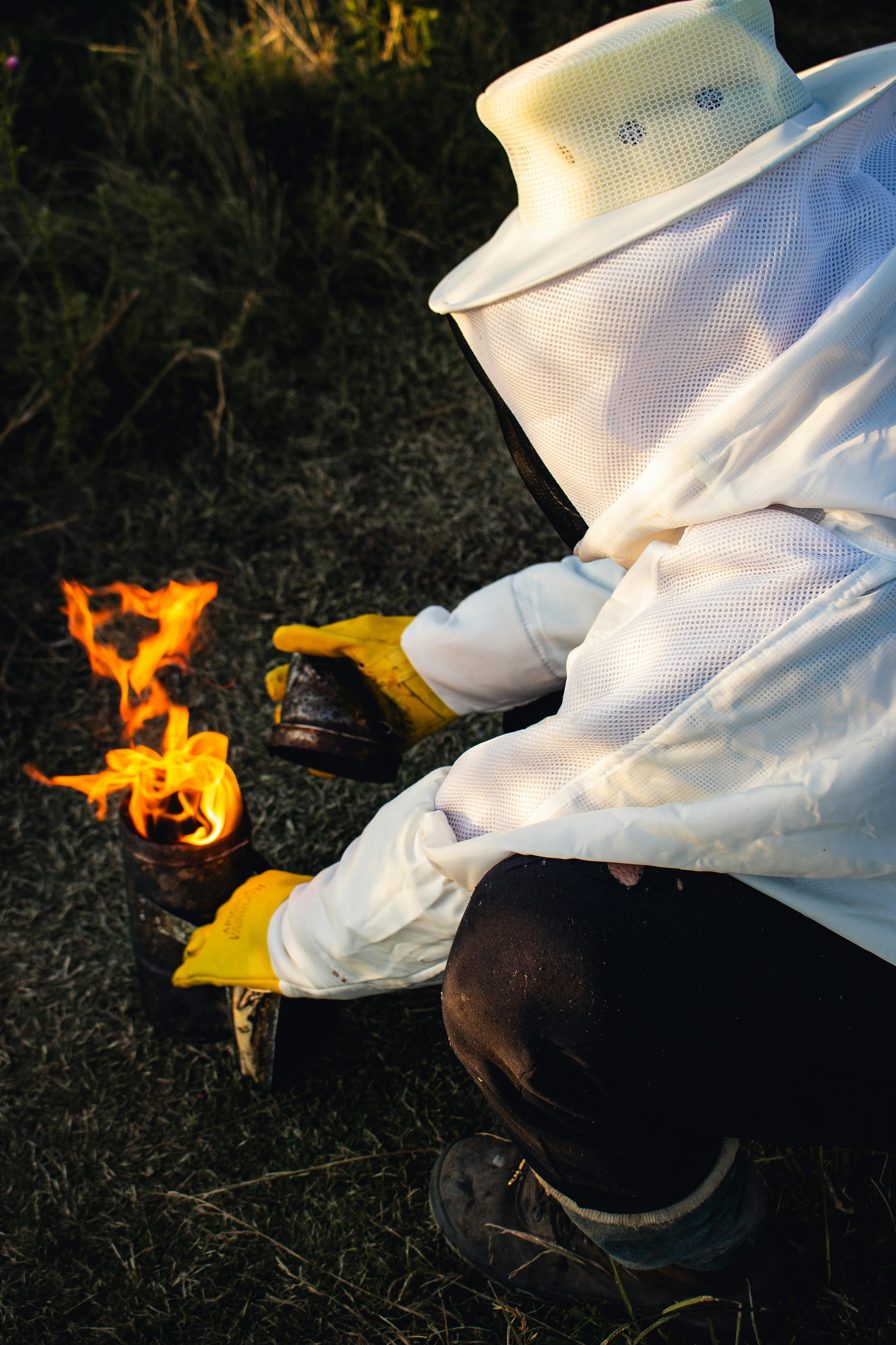 Fire Bee Photos, Download The BEST Free Fire Bee Stock Photos & HD Images