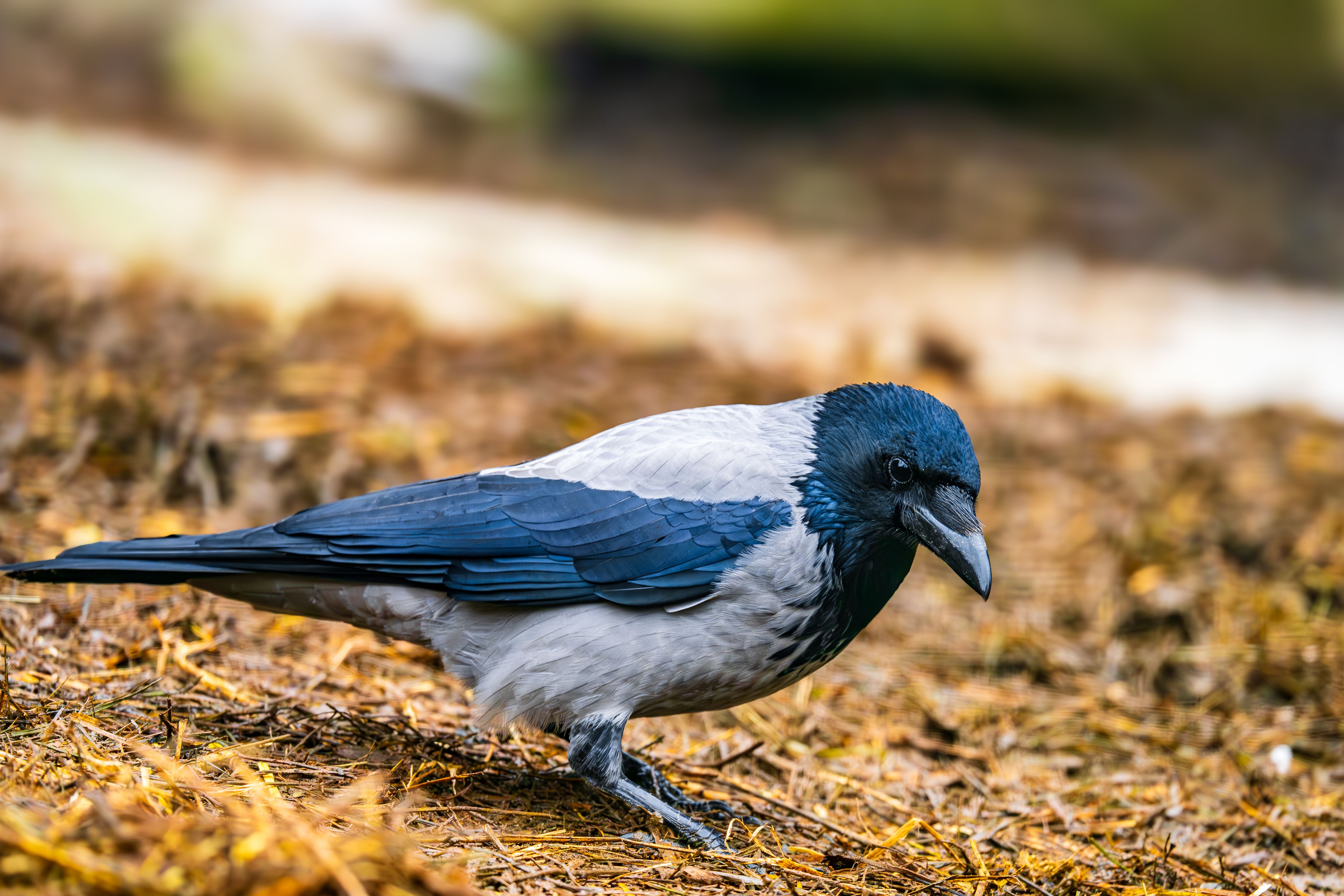 Close-Up of a Hooded Crow in the Wild · Free Stock Photo