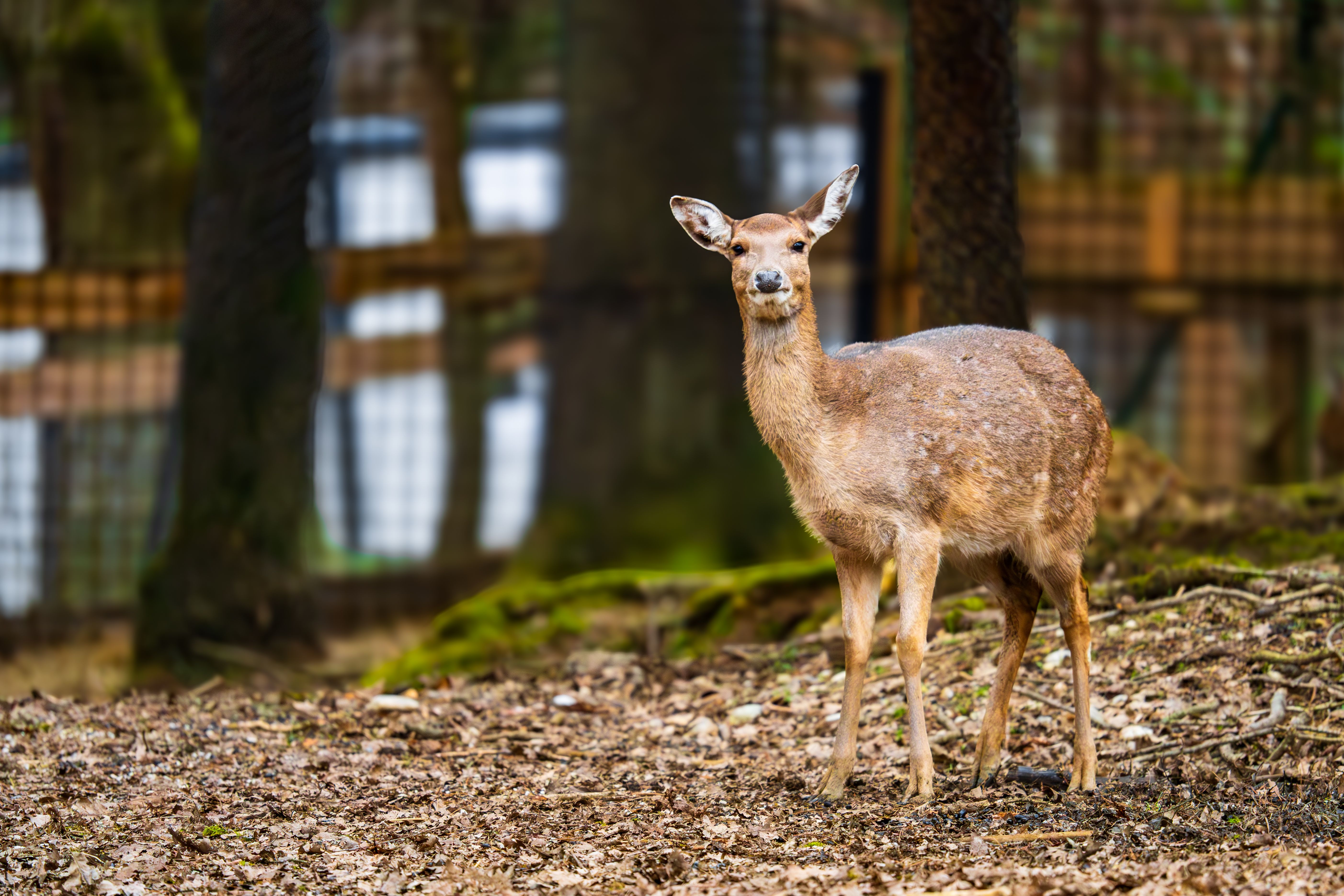 Wild Deer in Ljubljana Forest Habitat · Free Stock Photo