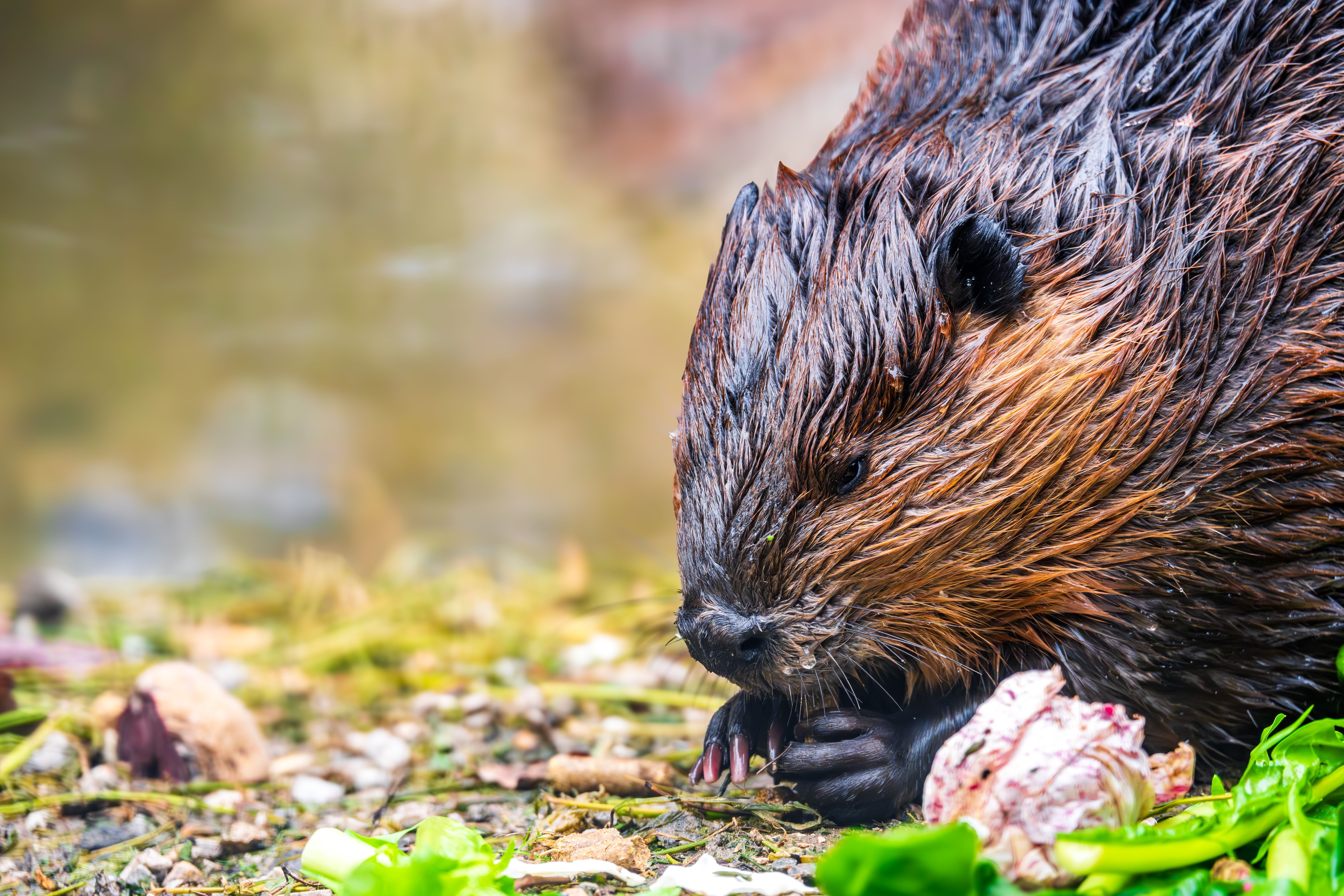 Retrato En Primer Plano De Un Castor Europeo En La Naturaleza · Foto de ...
