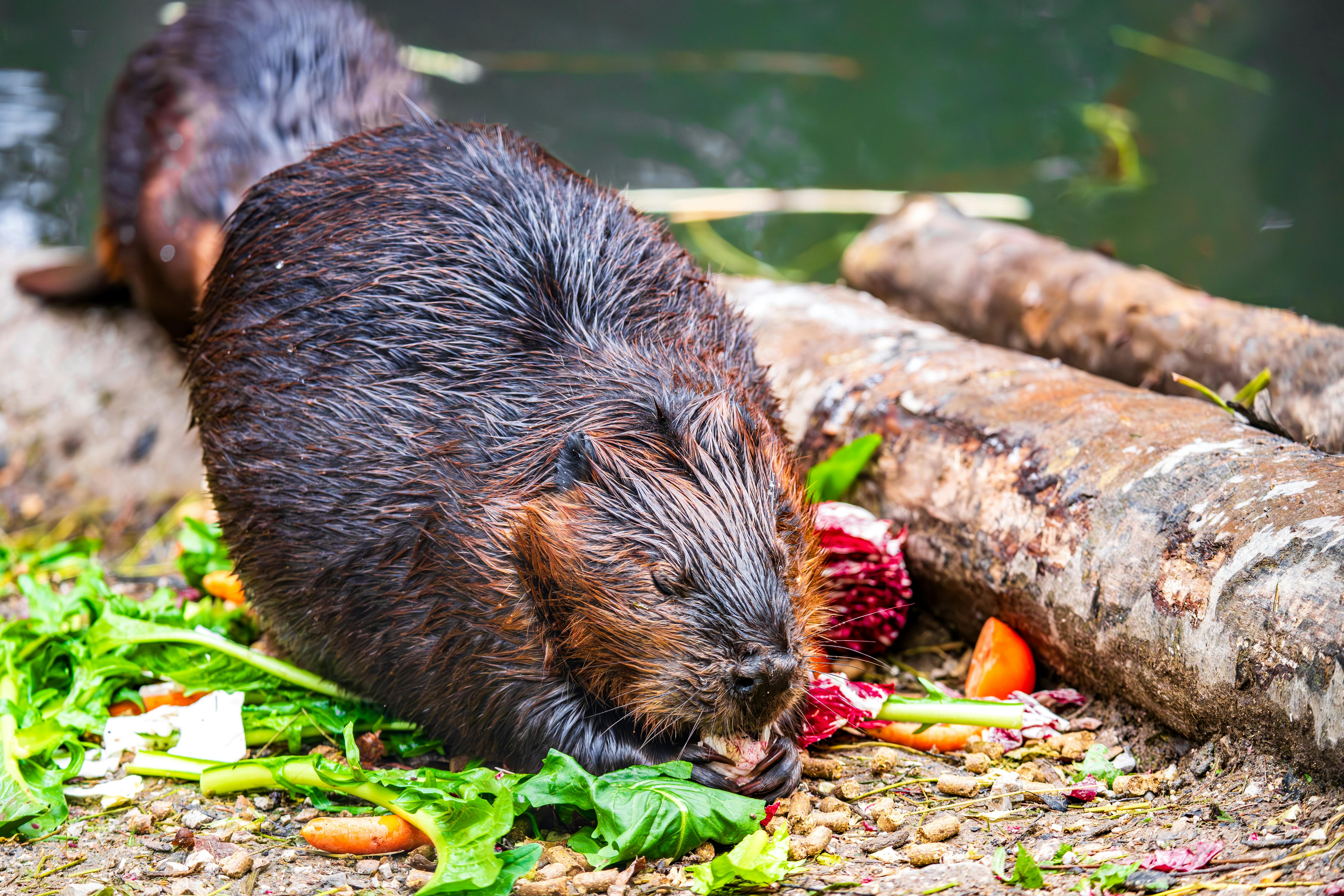 Beaver Eating Vegetables in Natural Habitat · Free Stock Photo
