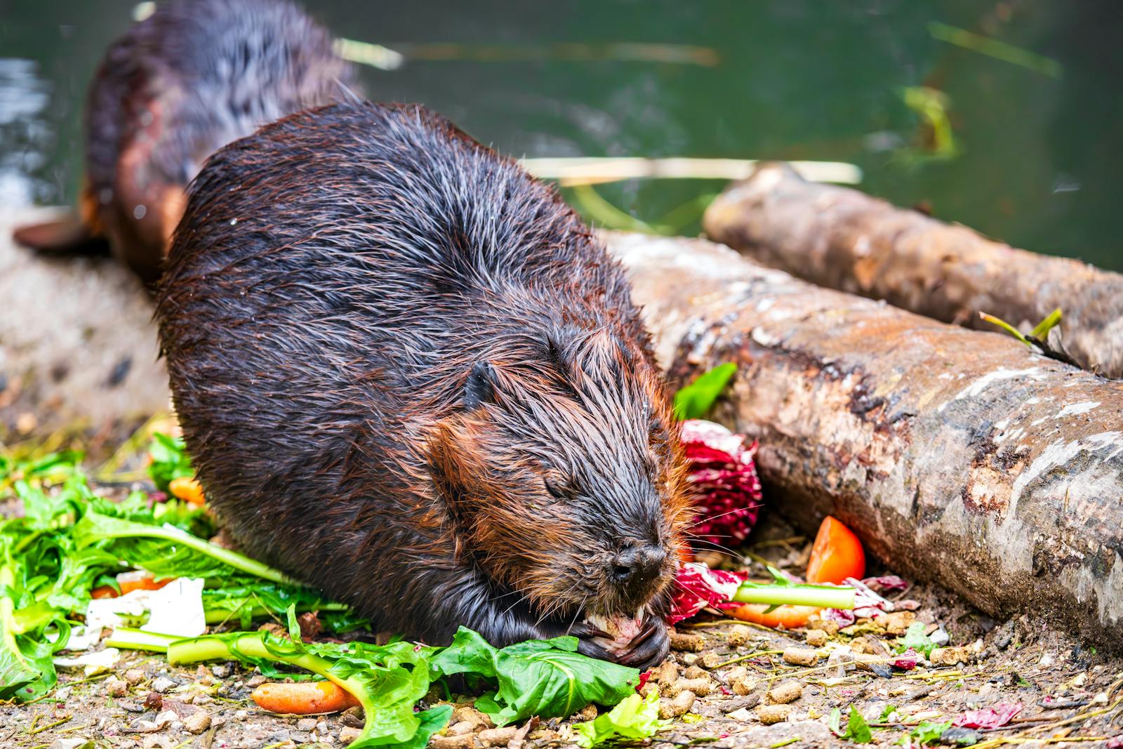 Beaver Photos, Download The BEST Free Beaver Stock Photos & HD Images
