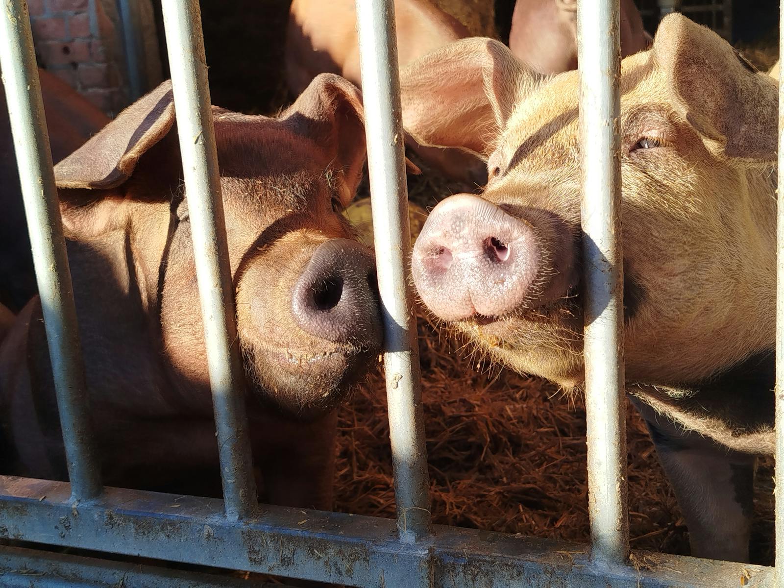 Pigs Photos, Download The BEST Free Pigs Stock Photos & HD Images