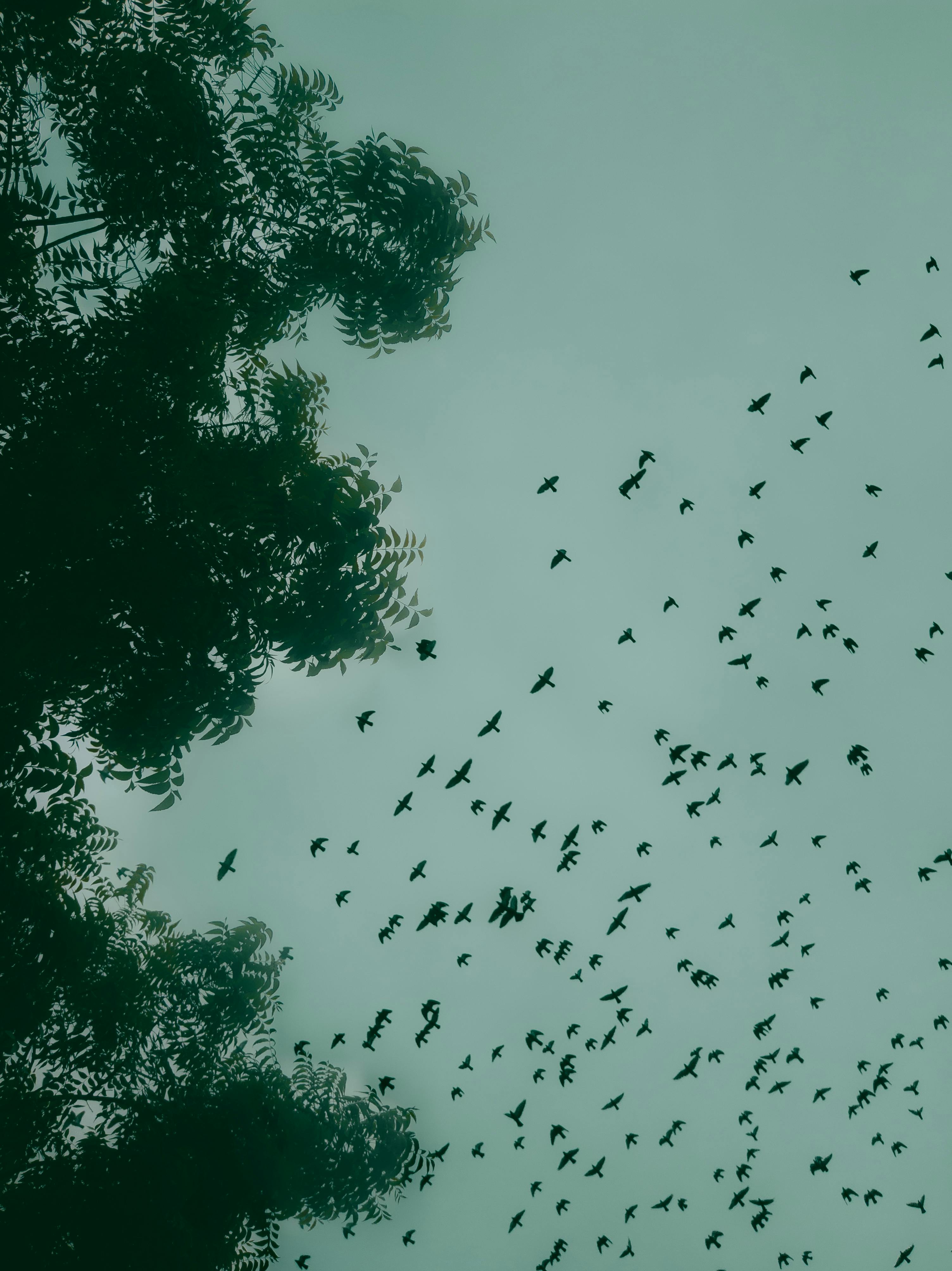 Flock of Birds Flying Over Tree Canopy · Free Stock Photo
