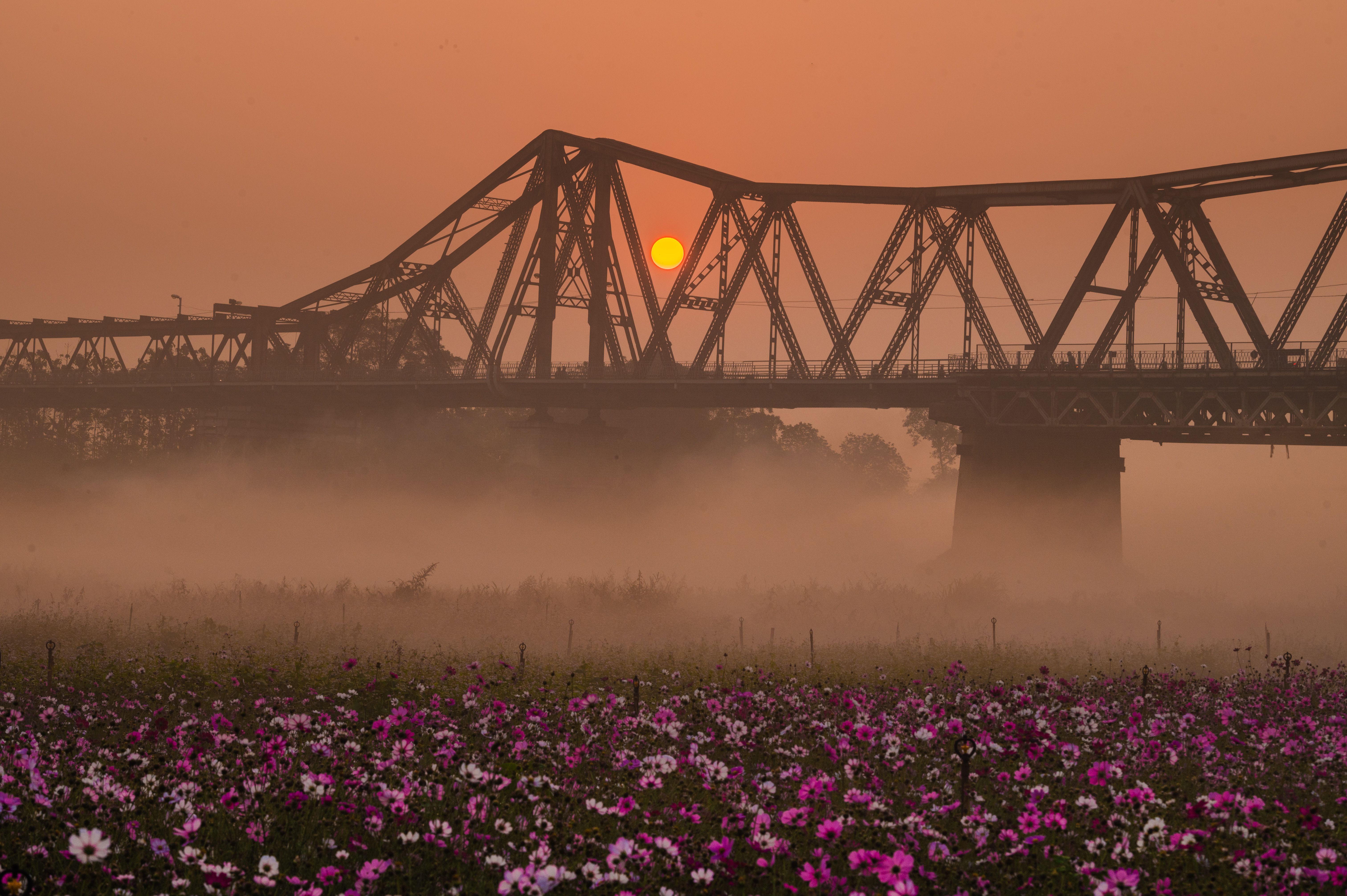 Misty Sunrise Over Bridge and Flower Field · Free Stock Photo