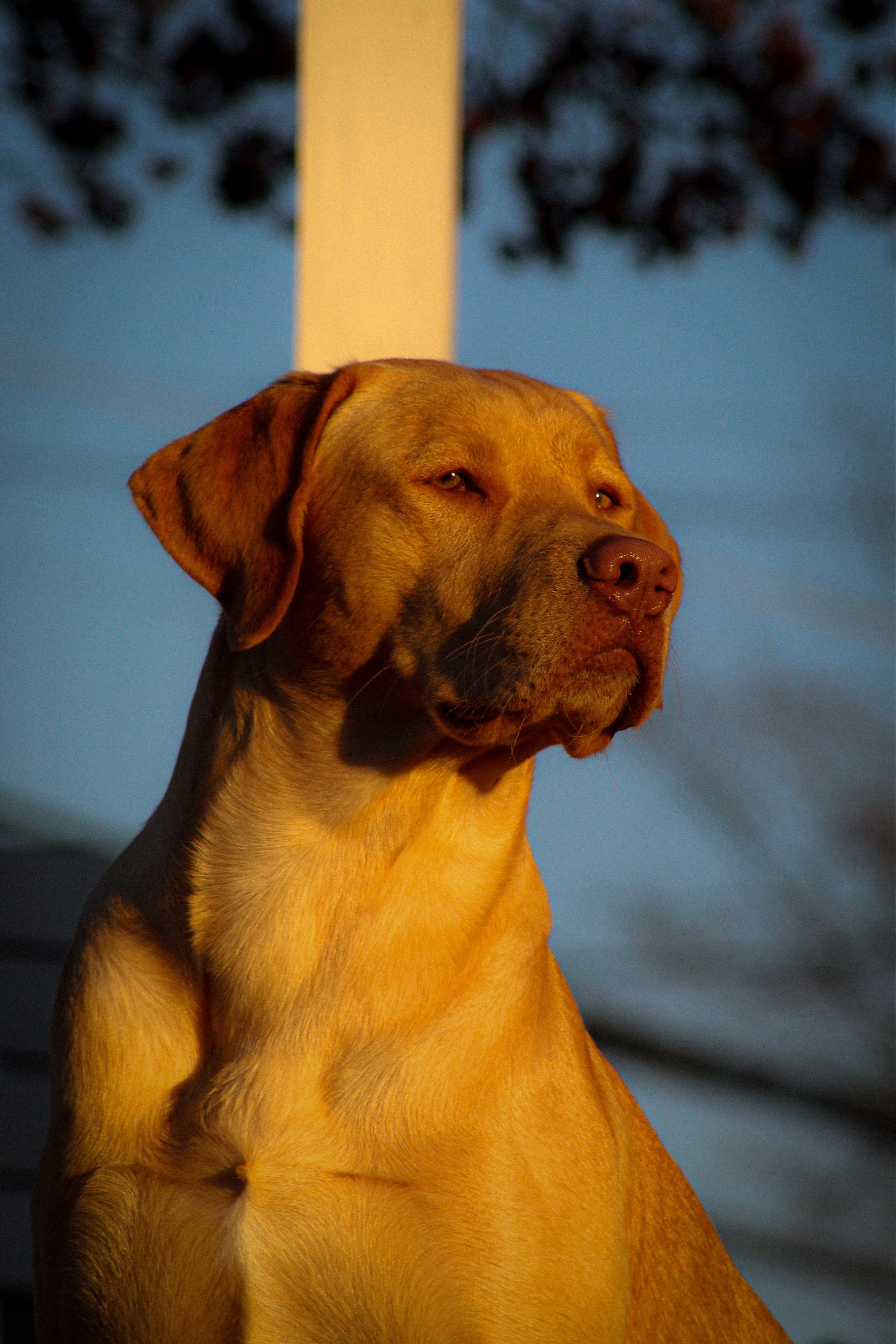 Golden Labrador Retriever in Warm Sunset Light · Free Stock Photo