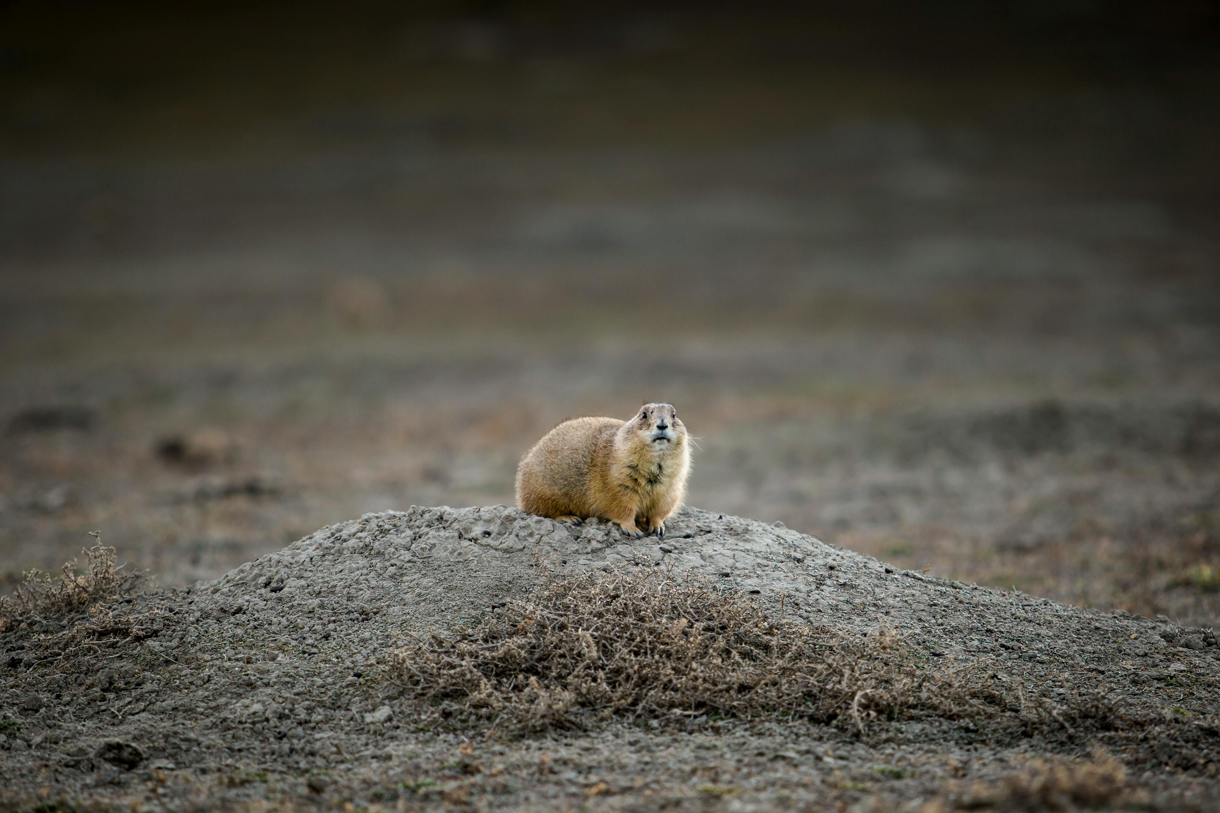 Field Habitat Photos, Download The BEST Free Field Habitat Stock Photos ...