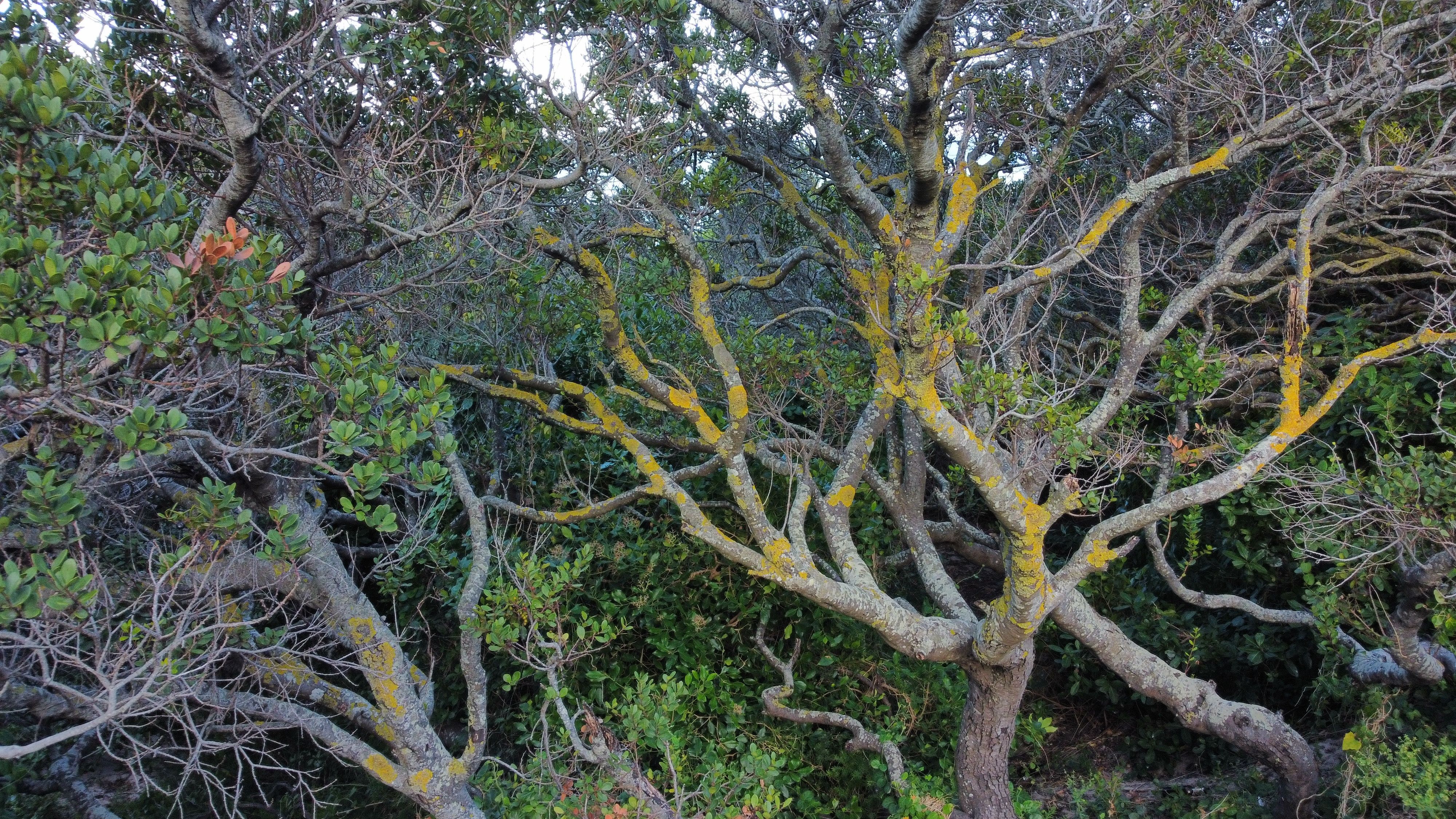 Forest Trees with Lichen in Early Spring · Free Stock Photo
