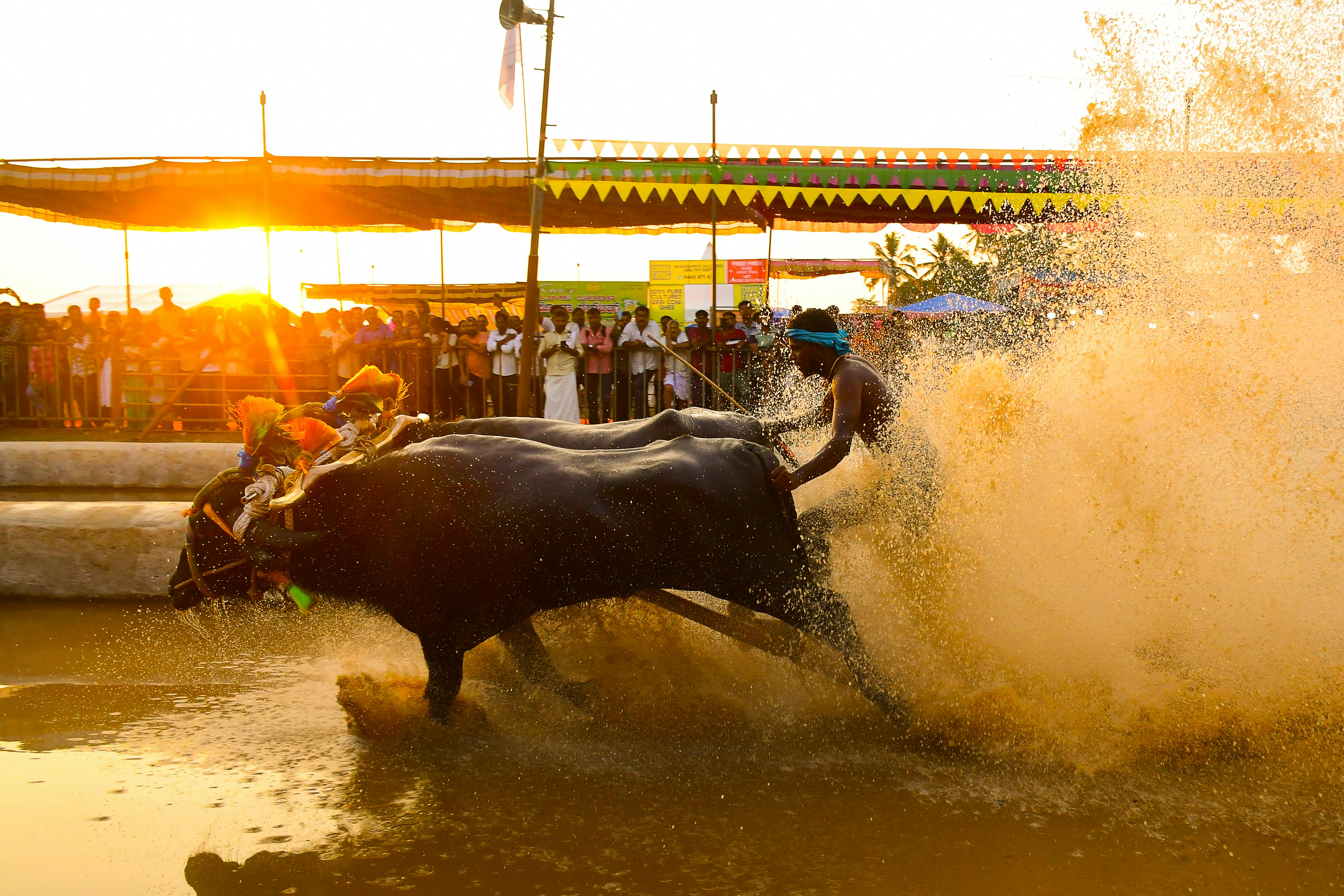Emocionante Corrida De Kambala Em Mangaluru, índia · Foto profissional gratuita