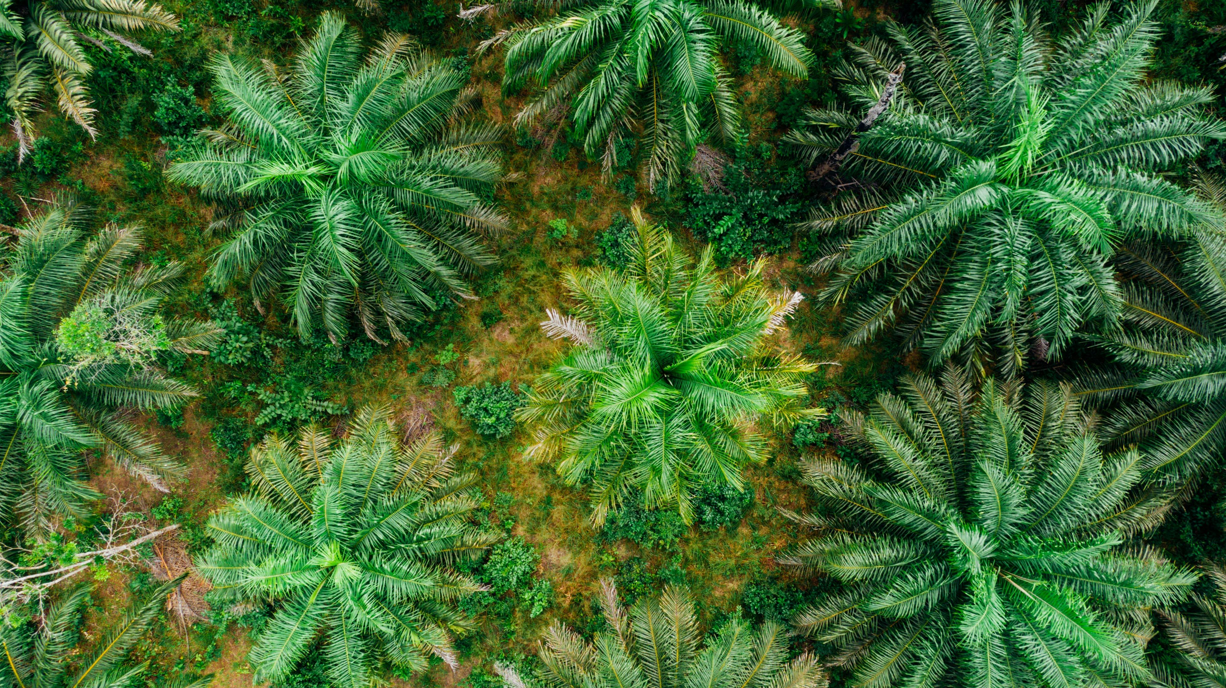 From Above Photo Of The Canopy Of Palm Trees · Free Stock Photo