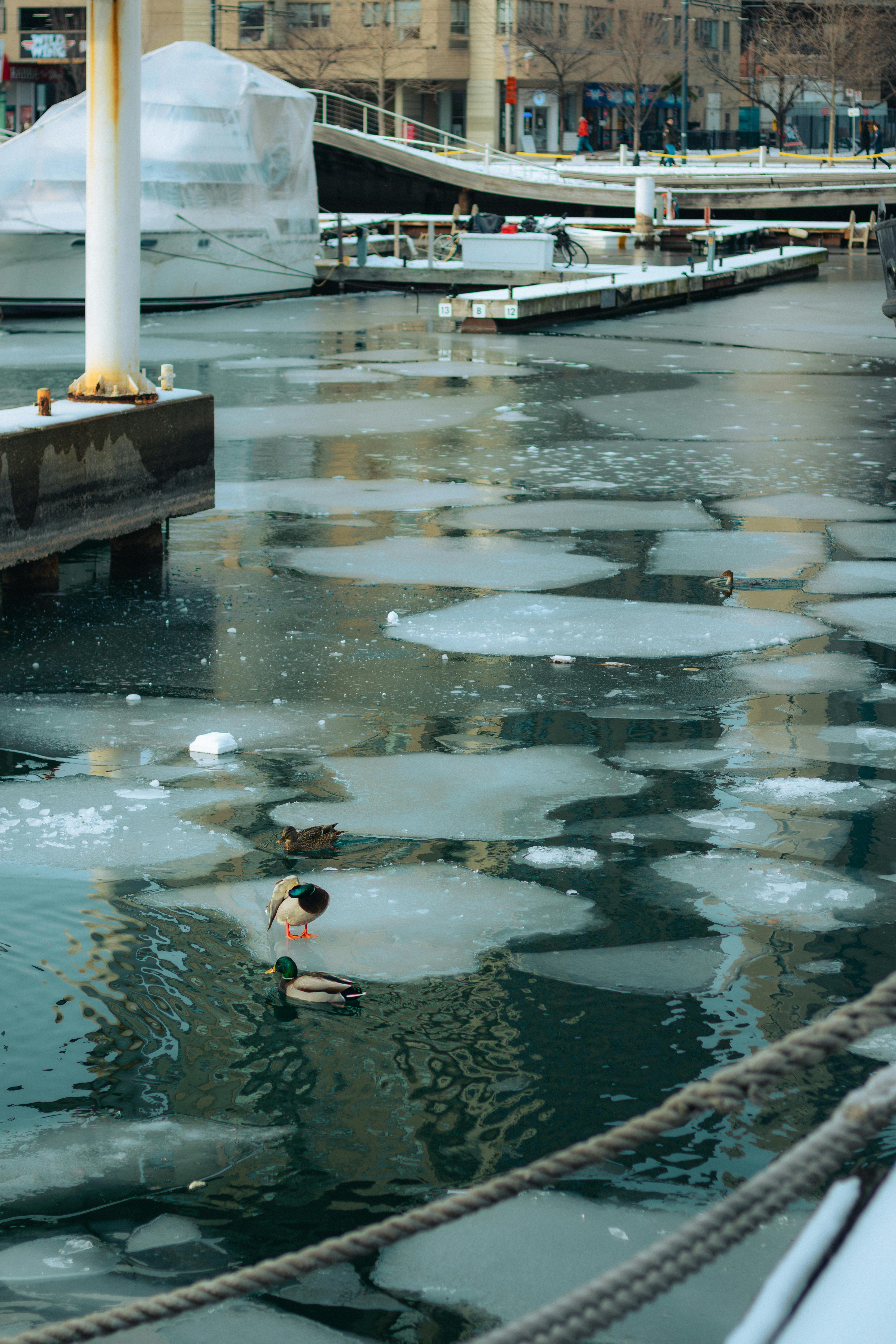 Winter Scene of Ducks in Icy Toronto Harbor · Free Stock Photo