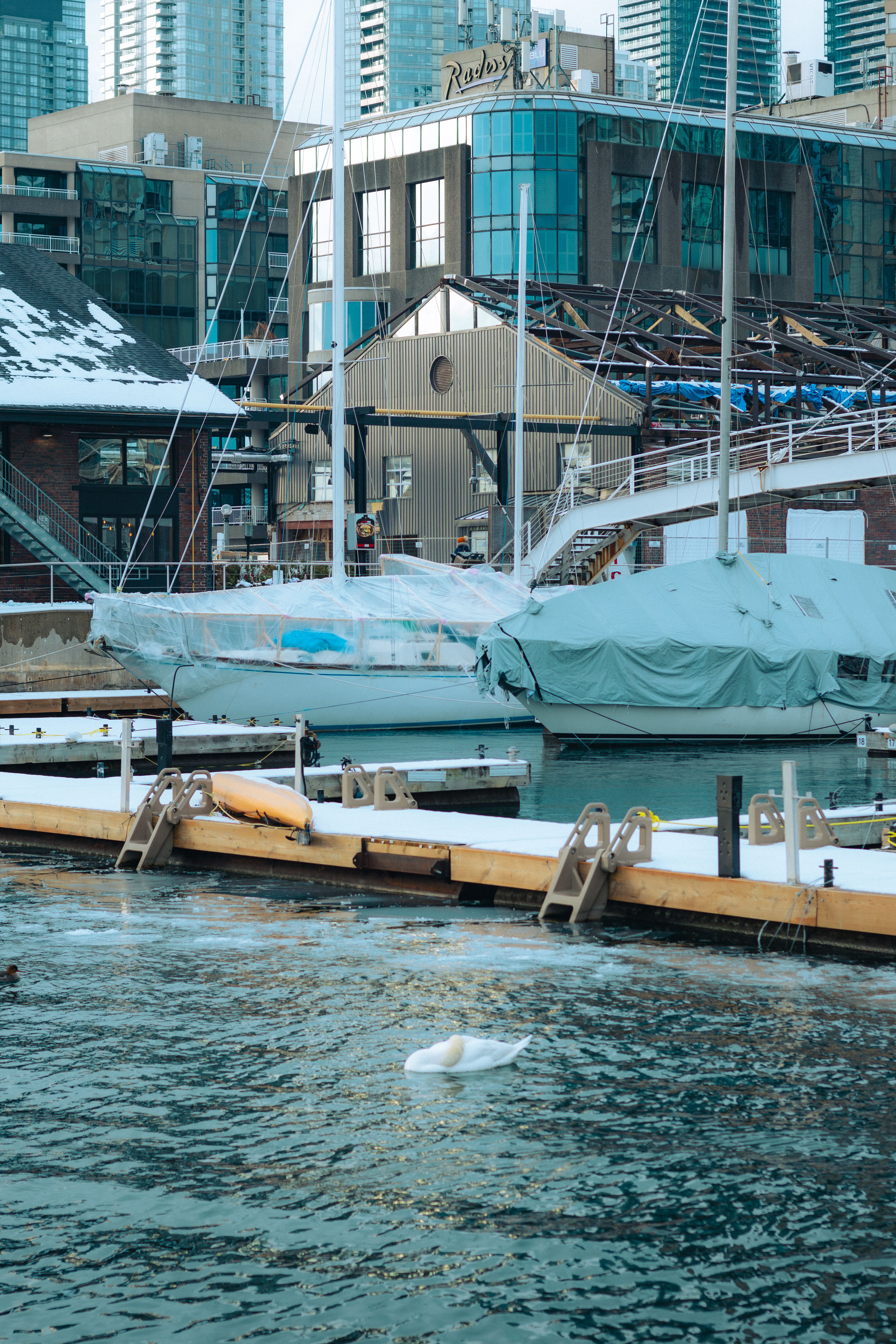 Winter Scene at Toronto Marina with Swan · Free Stock Photo