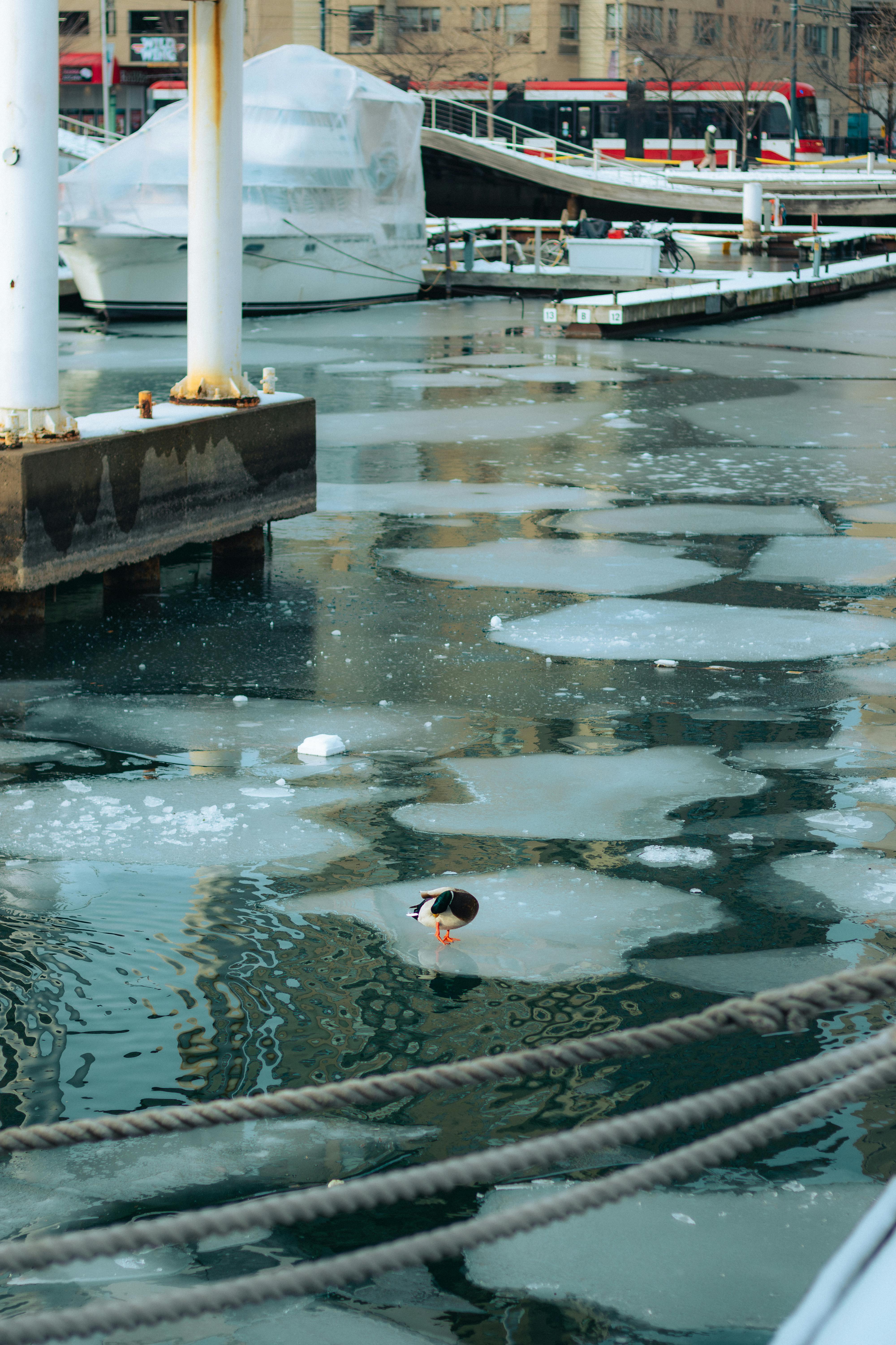 Duck on Ice at Toronto Marina in Winter · Free Stock Photo
