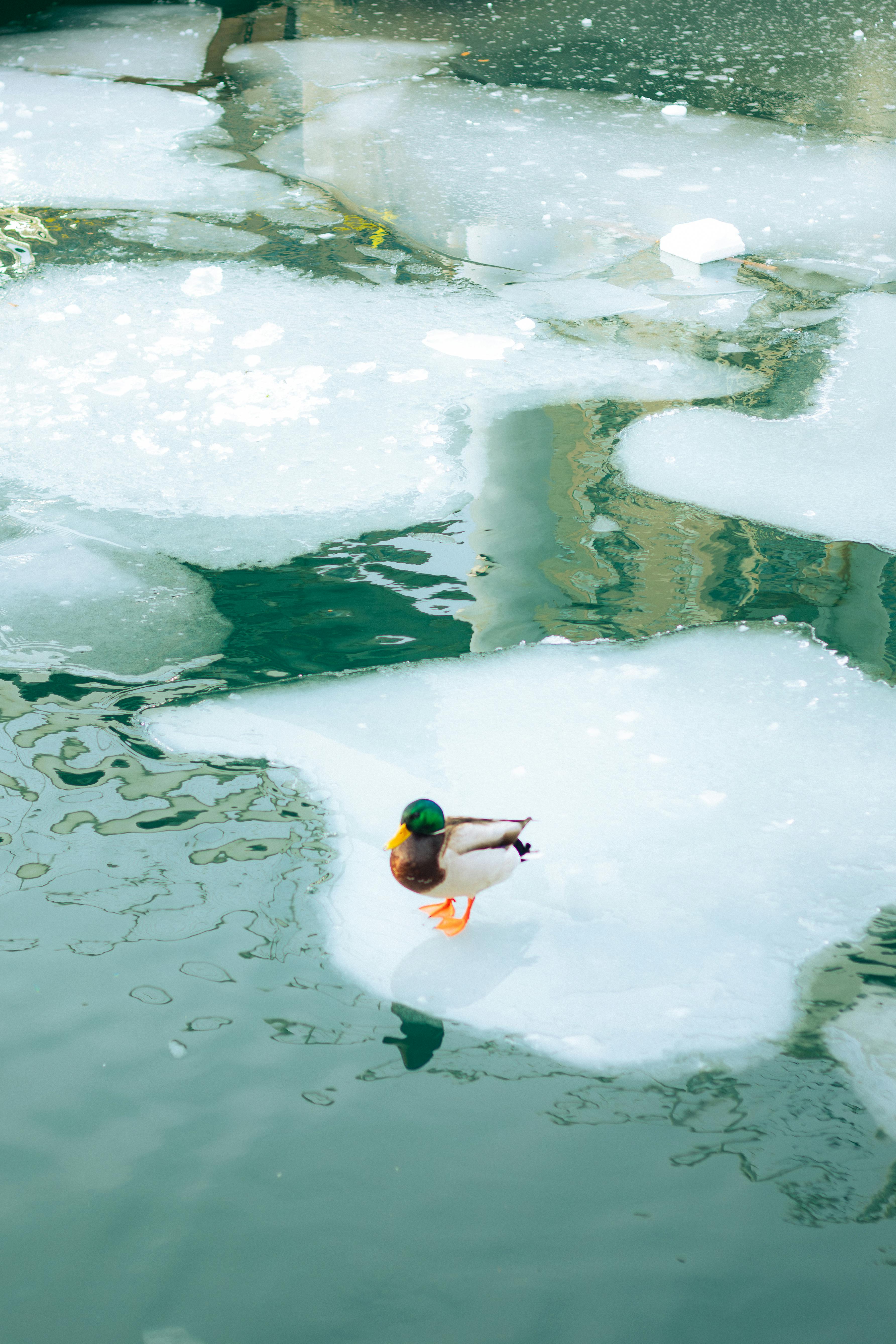 Duck on Ice in Toronto's Winter Lake · Free Stock Photo