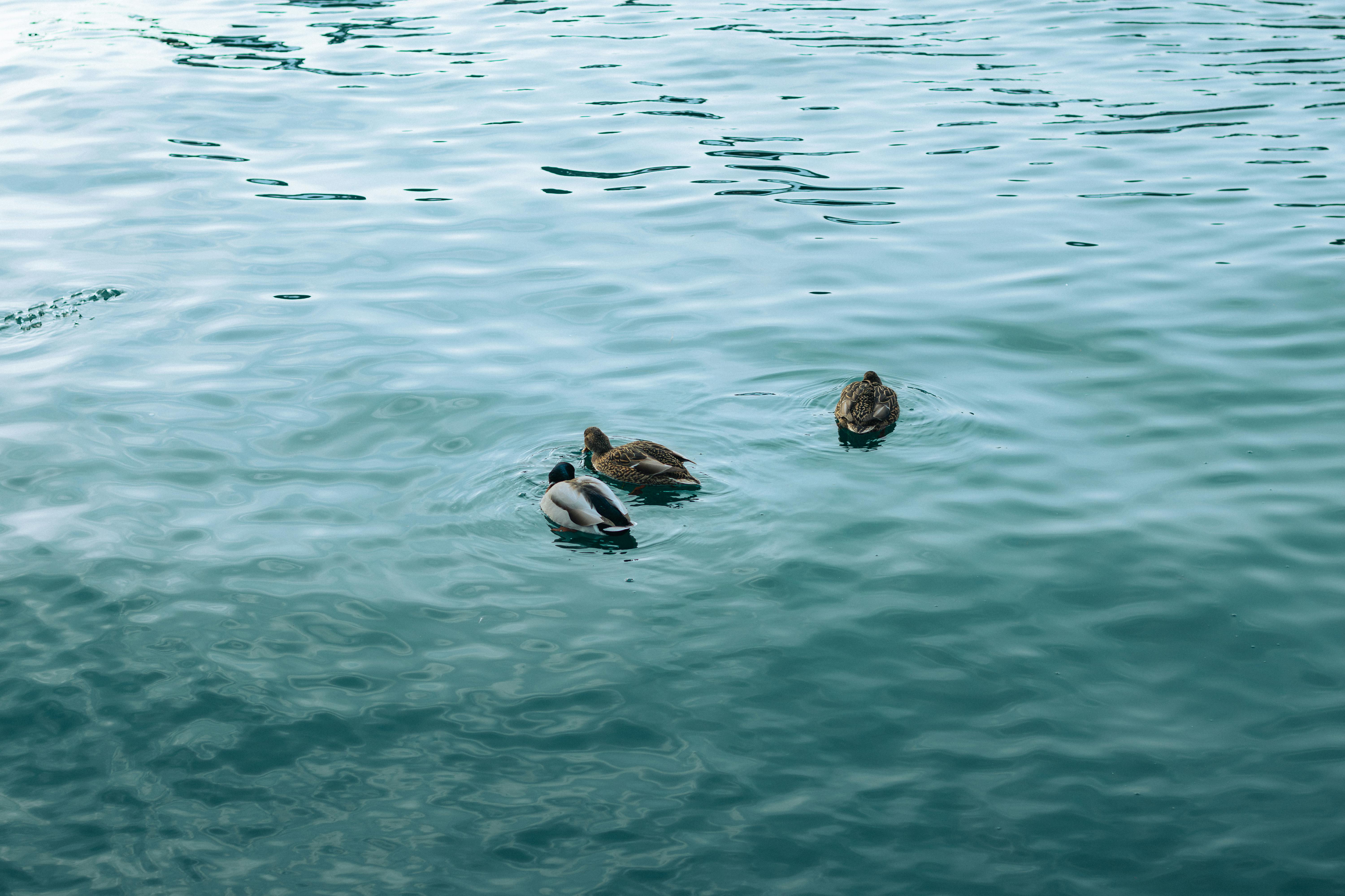 Tranquil Ducks Swimming in Lake Ontario · Free Stock Photo