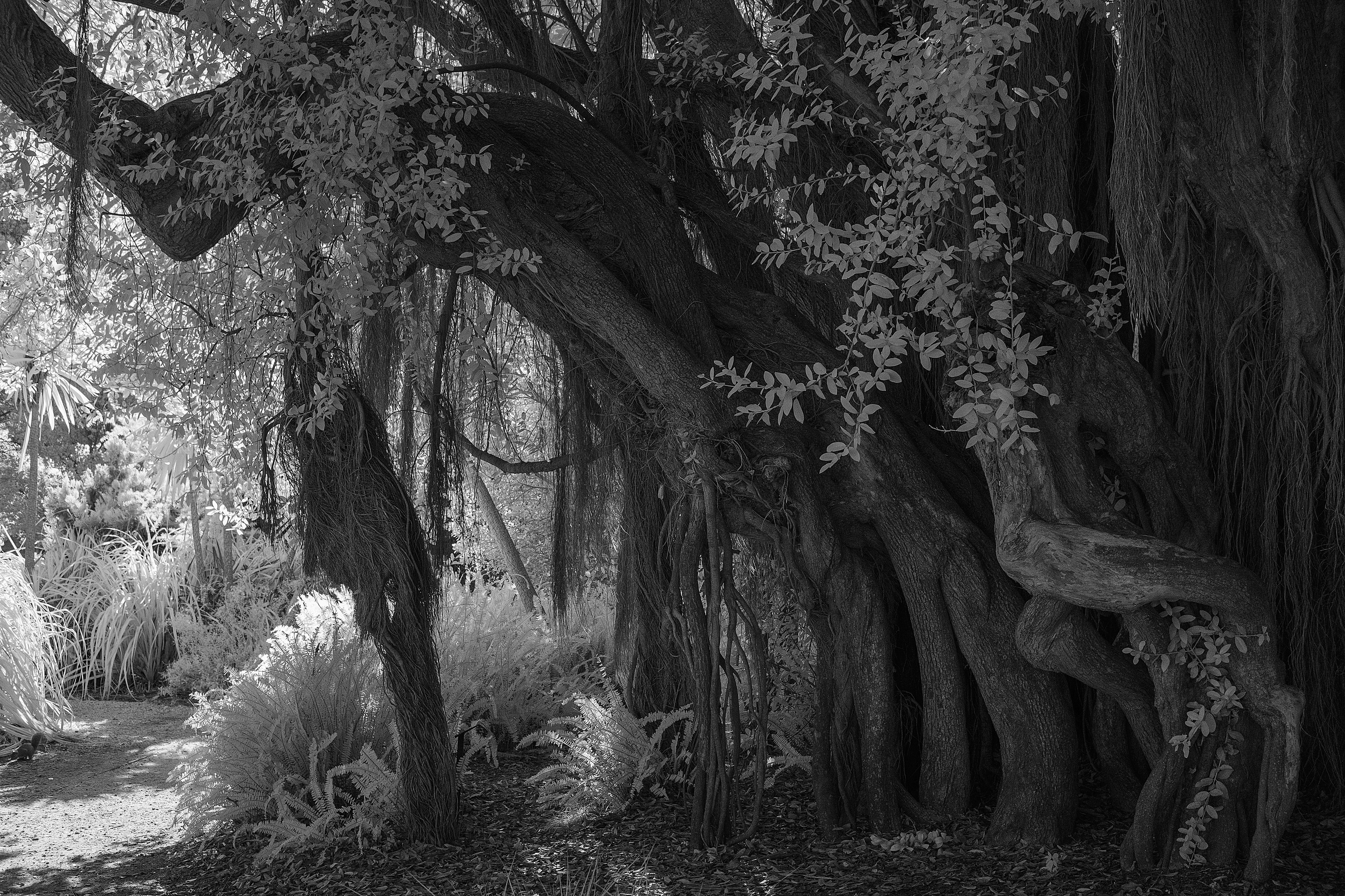 Mysterious Black and White Tree Grove · Free Stock Photo