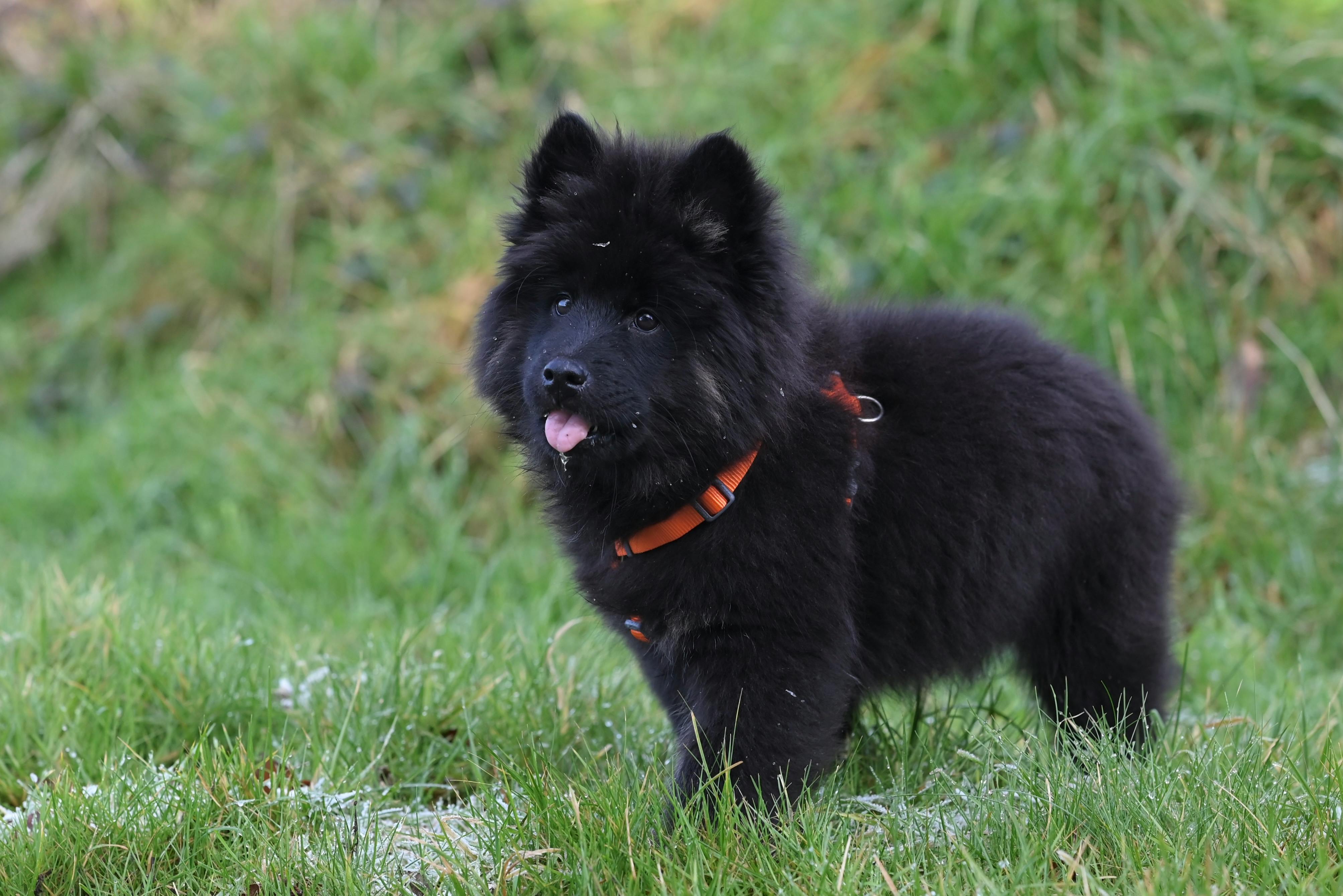 Chow Chow Pups Photos, Download The BEST Free Chow Chow Pups Stock ...